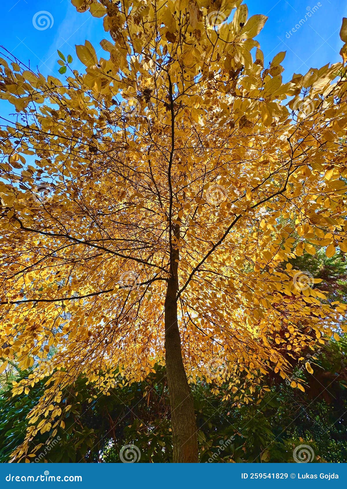 Beautiful Golden Autumn Beech Tree Stock Image - Image of silvatica ...