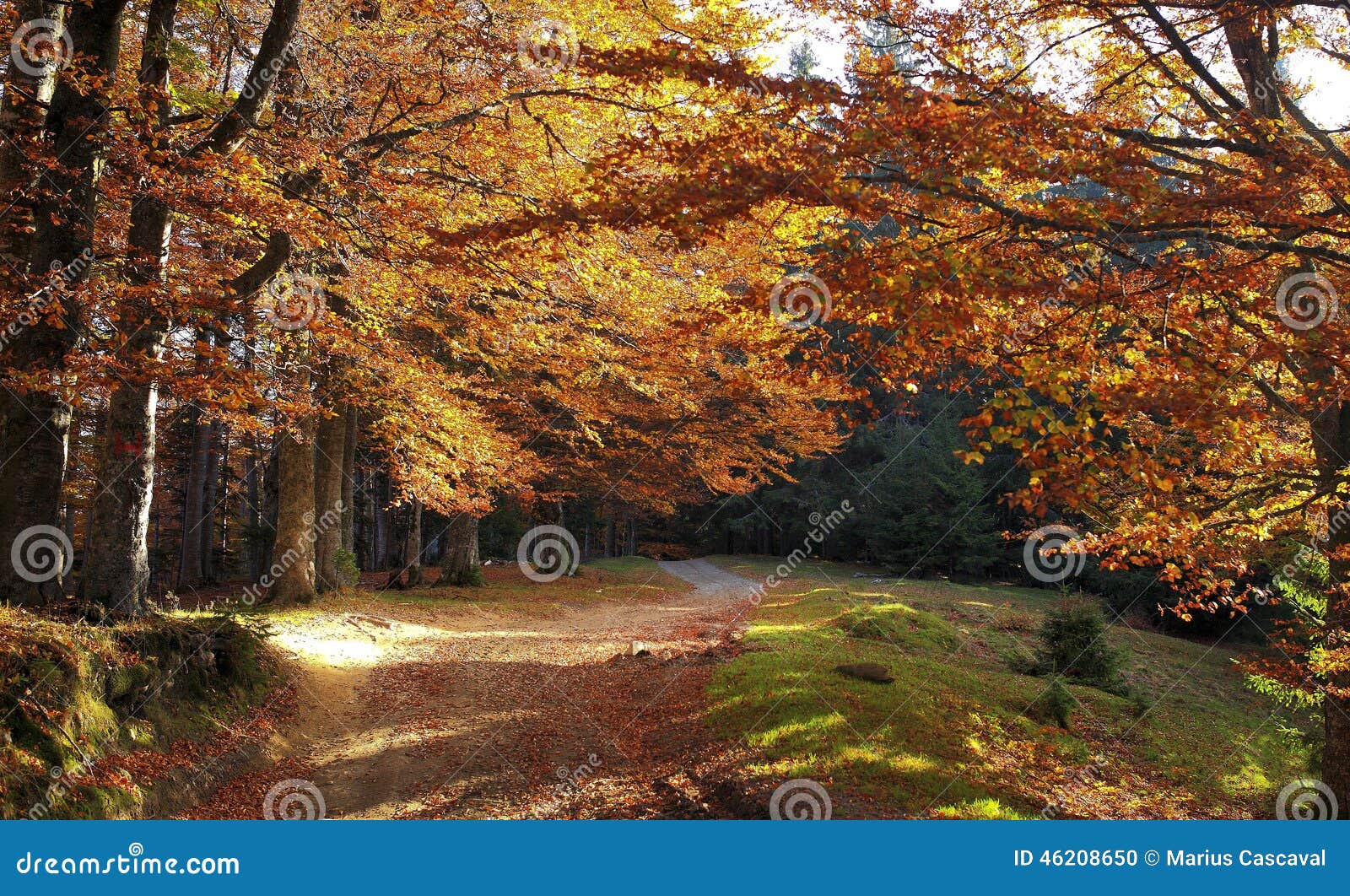 Beautiful Golden Autumn Landscape Stock Photo - Image of forest, beauty ...