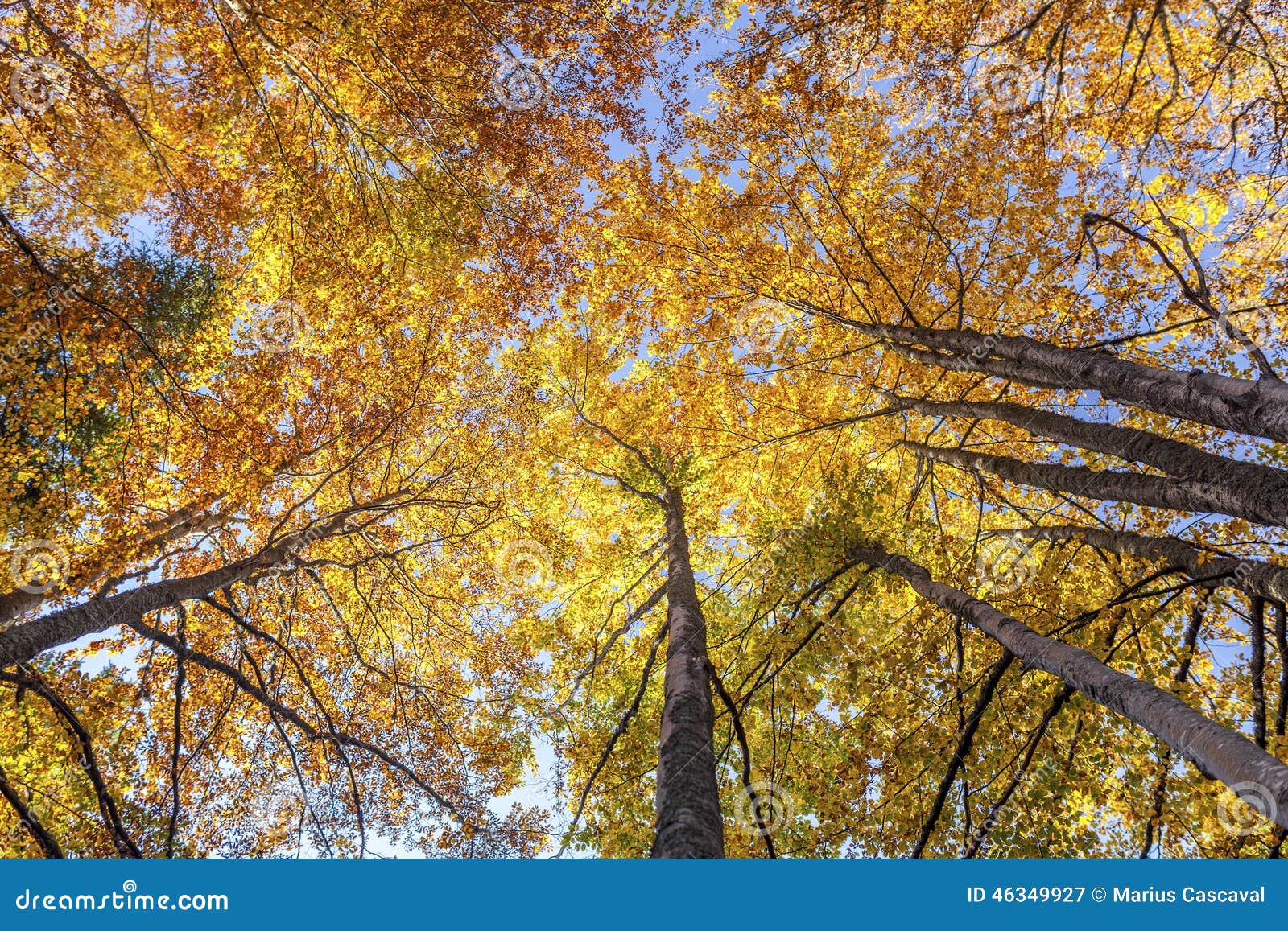 Beautiful Golden Autumn Landscape Stock Image - Image of field, forest ...