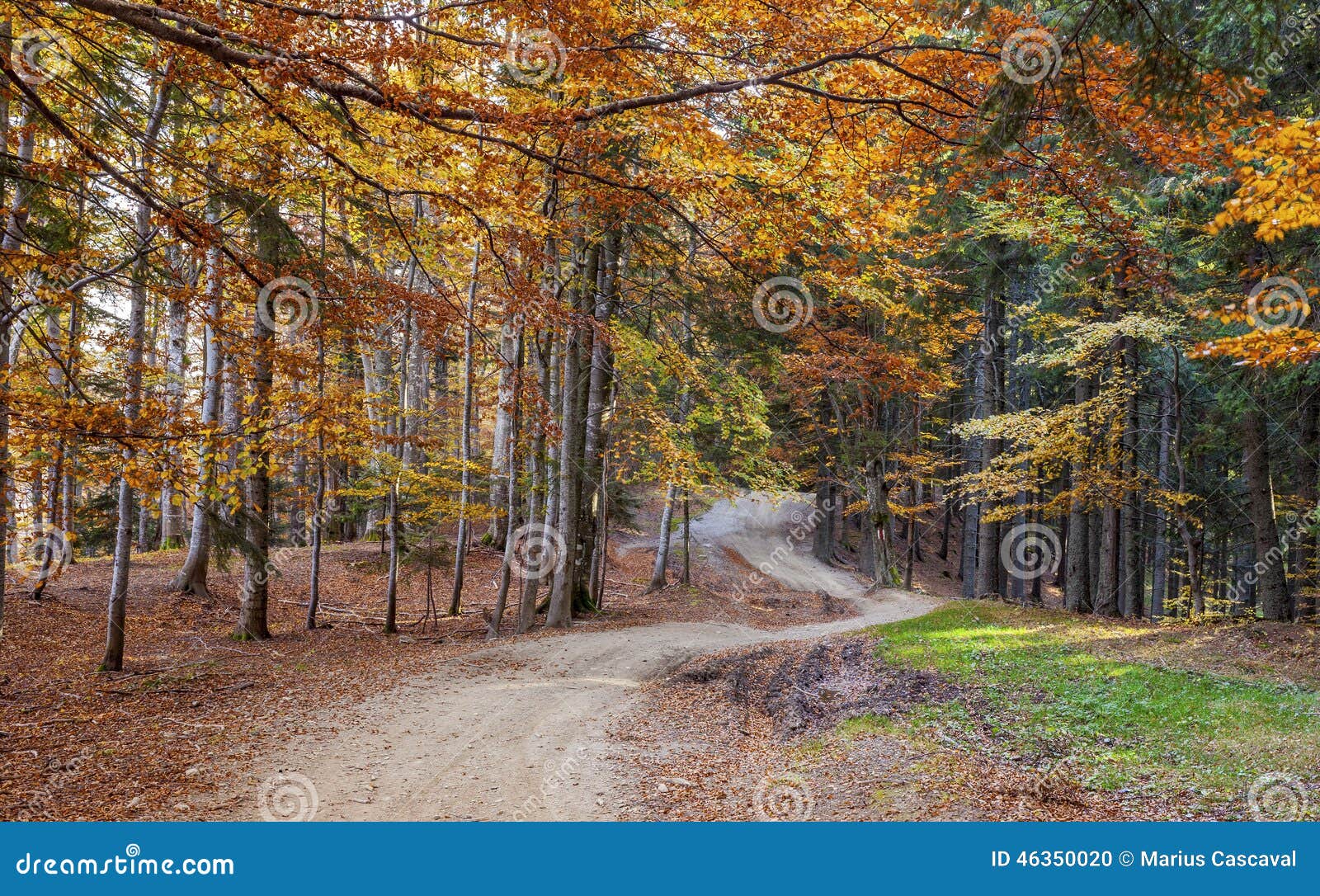 Beautiful Golden Autumn Landscape Stock Photo - Image of golden ...
