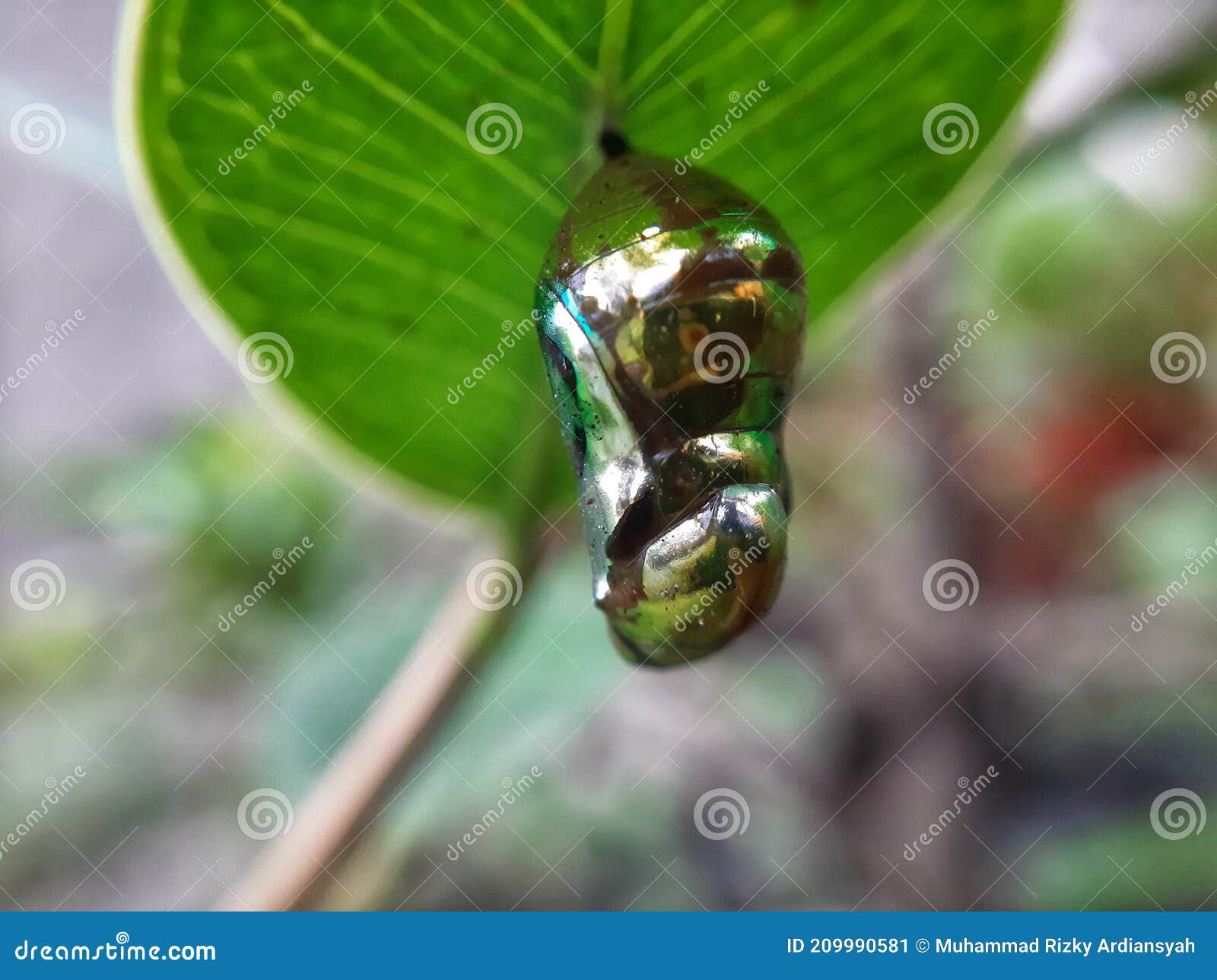 A Beautiful Golden Butterfly Cocoon Stock Image - Image of branch ...
