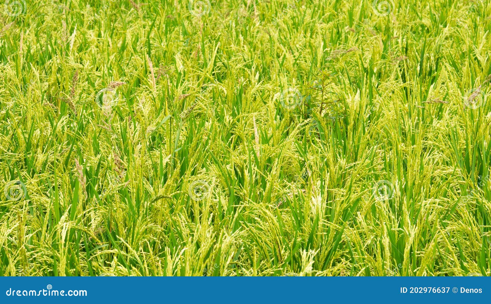 Beautiful Golden Color at the Rice Field Stock Image - Image of meadow ...
