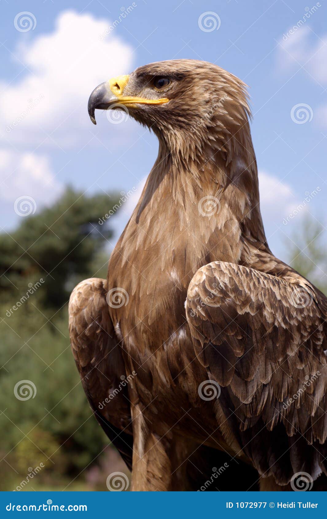 Beautiful golden eagle stock image. Image of falconry - 1072977