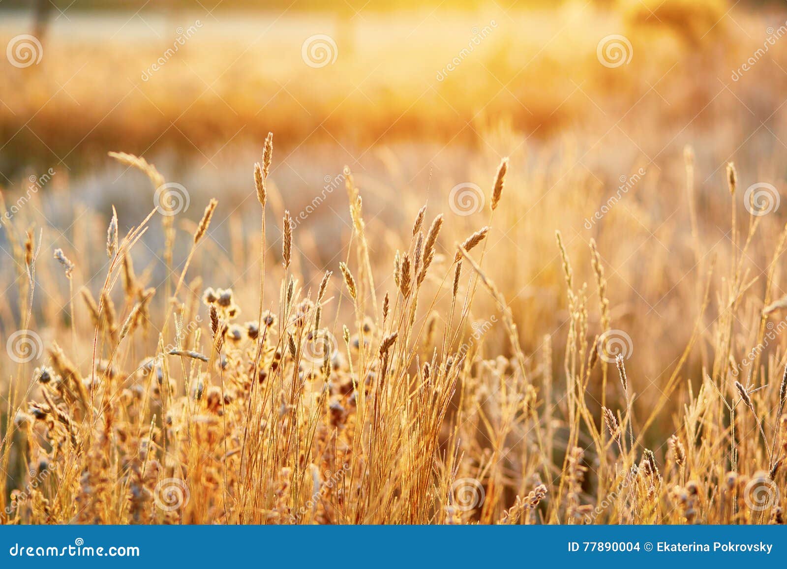 Beautiful Golden Grass Field at Sunset Stock Photo - Image of ...