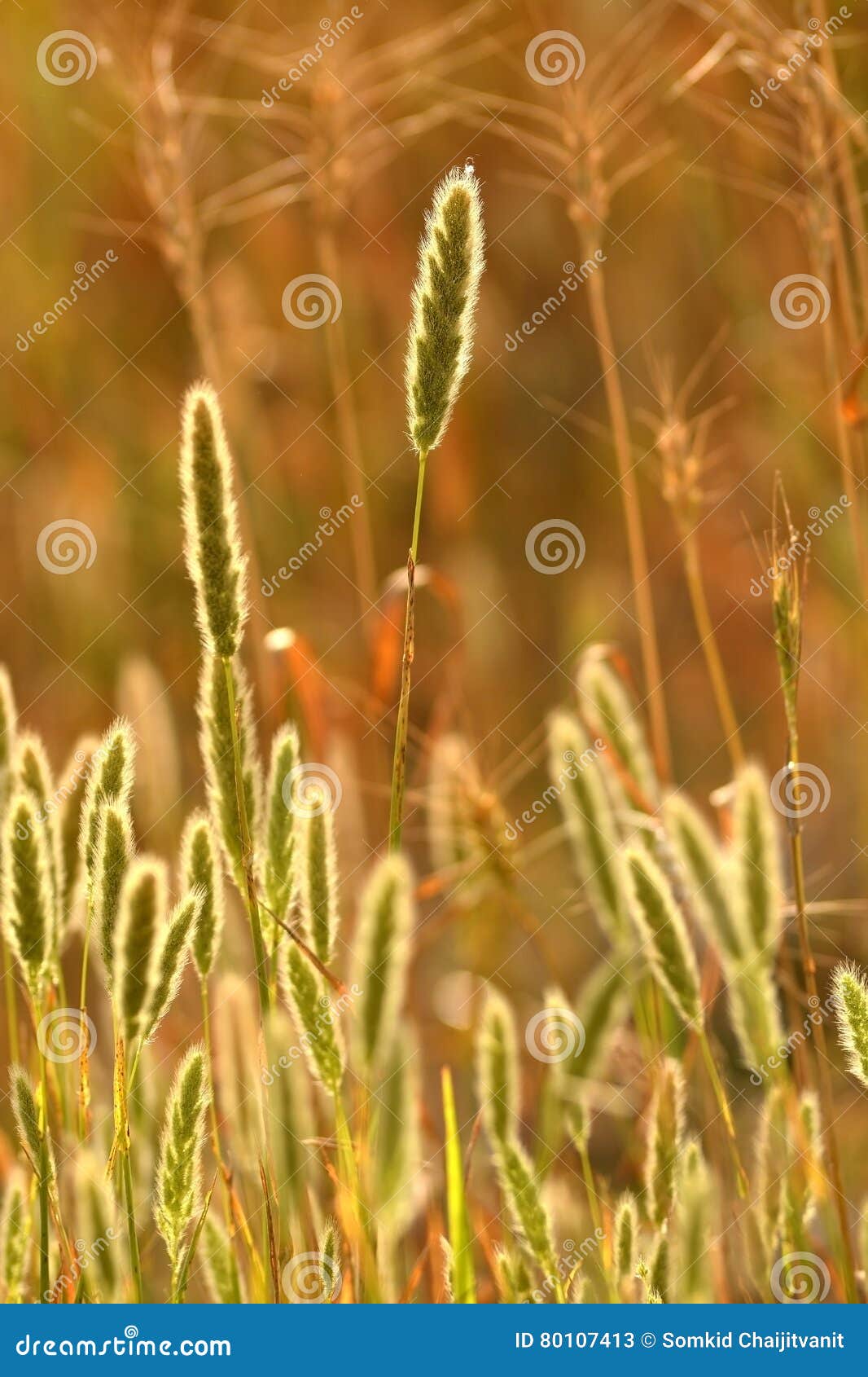 Beautiful Golden Grass in the Nature Stock Image - Image of gold ...