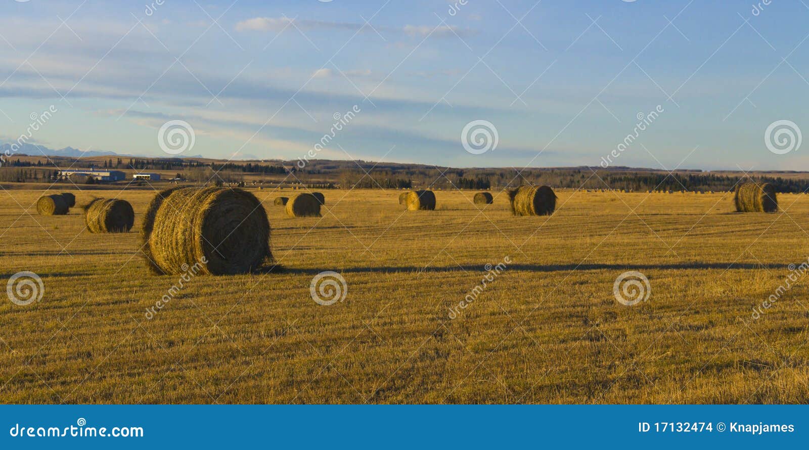 Beautiful golden hay stock photo. Image of field, rural - 17132474