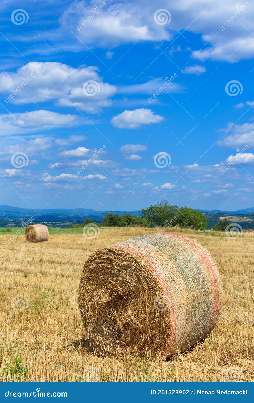 Beautiful Golden Hay Bales on the Field Stock Photo - Image of grass ...