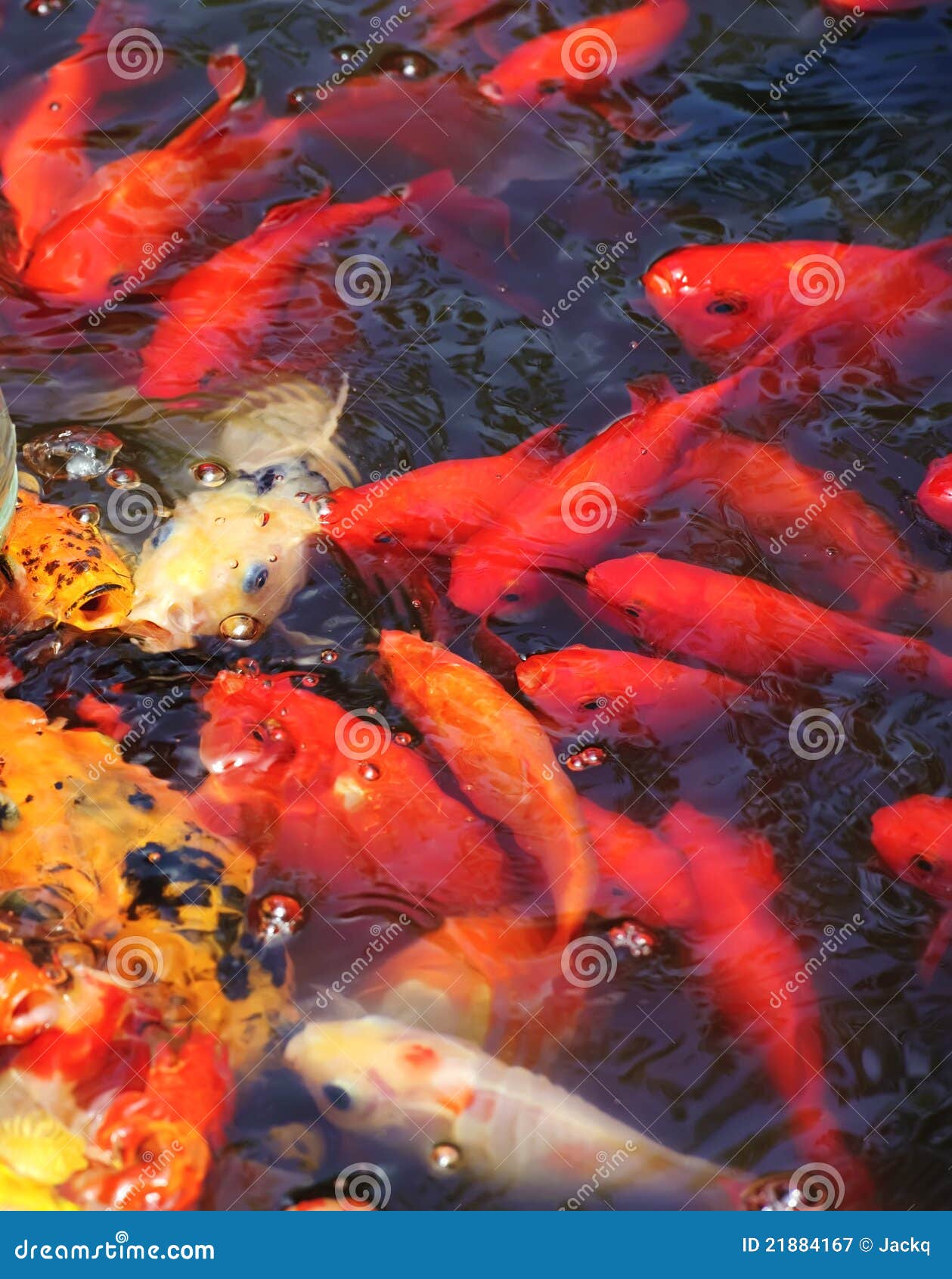 Beautiful golden koi fish stock image. Image of scale - 21884167