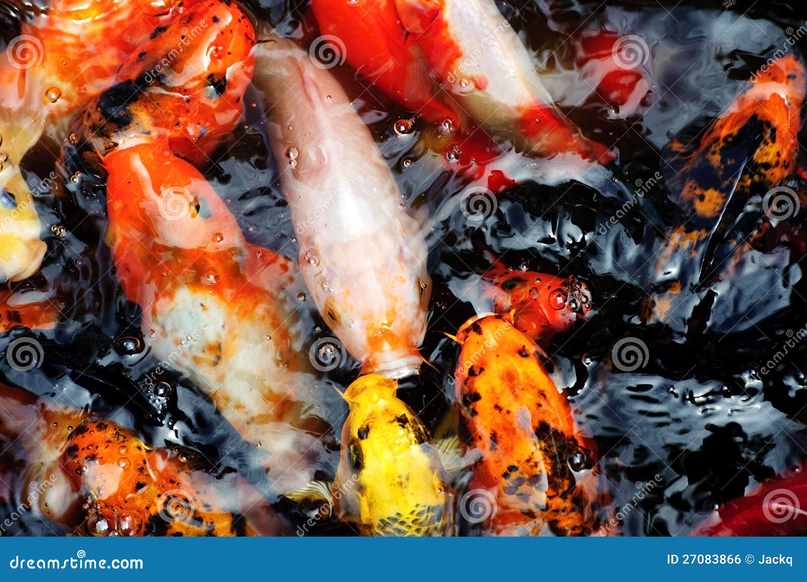 Beautiful golden koi fish stock photo. Image of color - 27083866