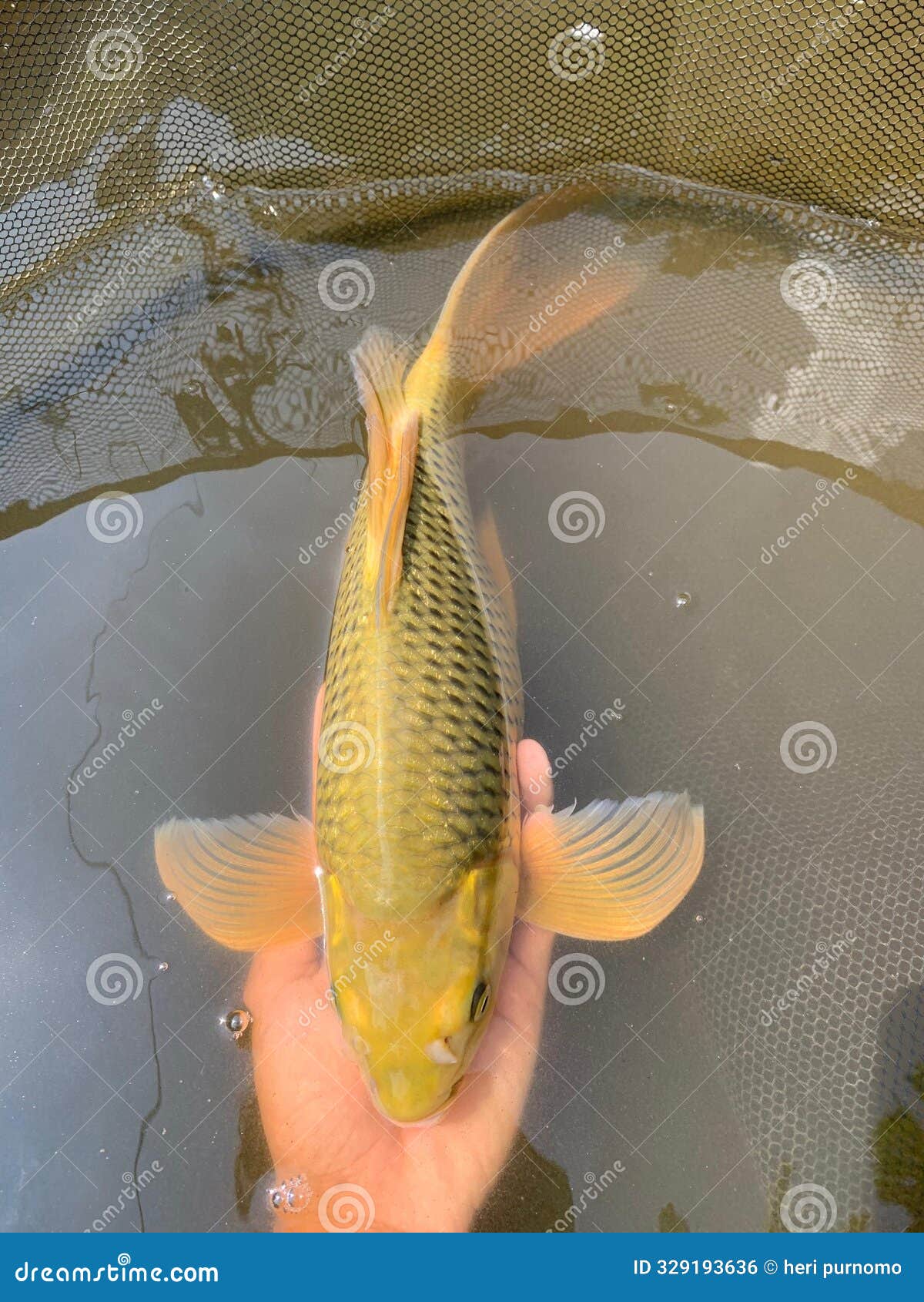Beautiful golden koi fish stock photo. Image of yellow - 329193636