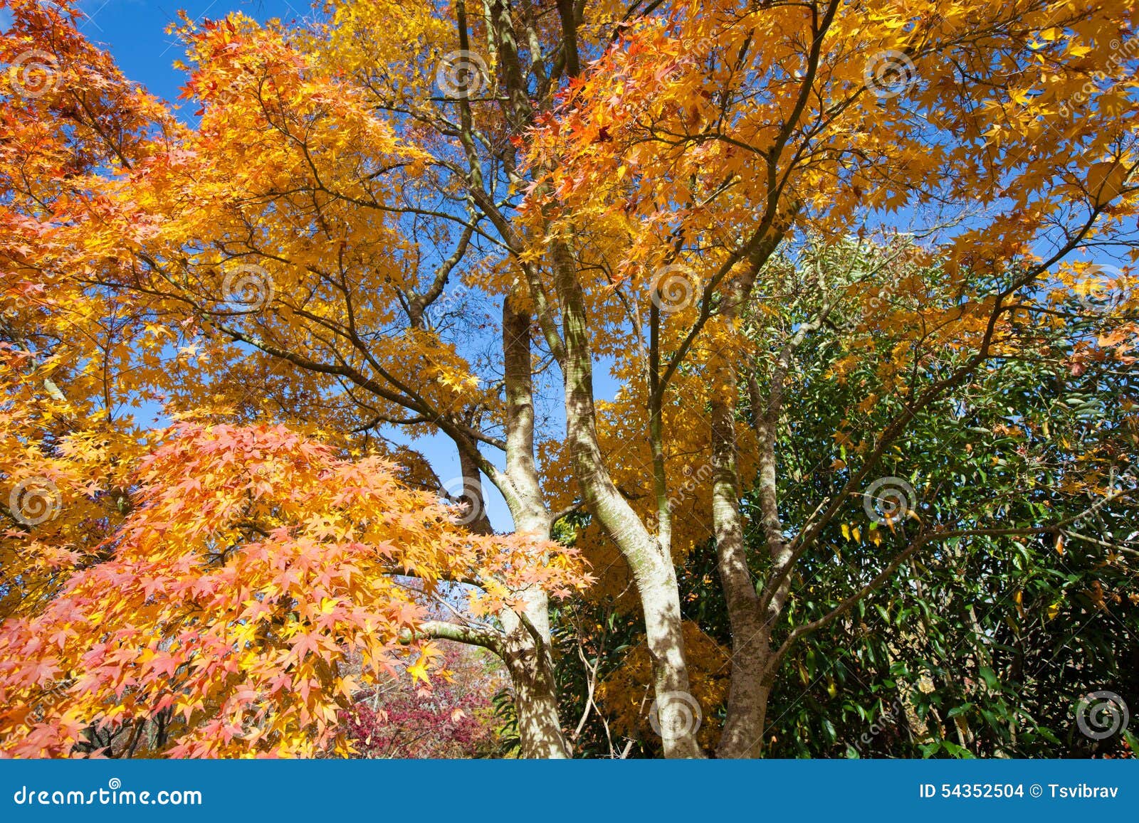 Beautiful Golden Maple Trees in Fall Stock Photo - Image of australia ...