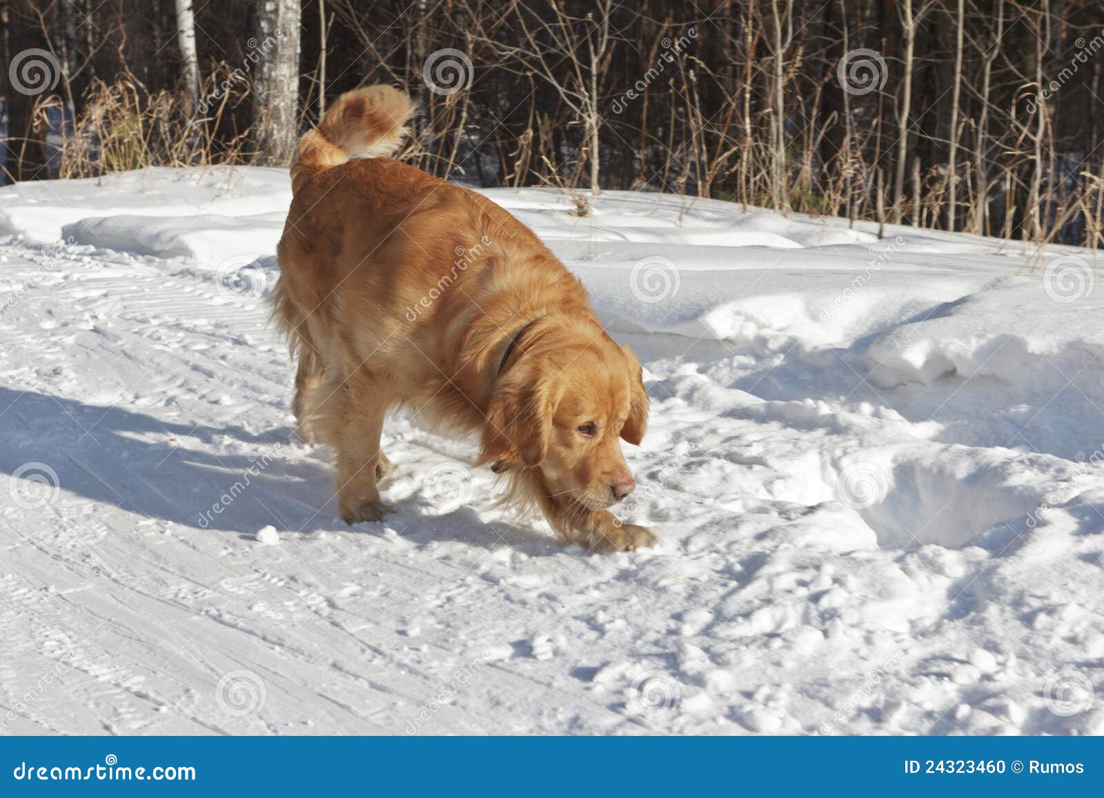The Beautiful Golden Retriever in Winter Stock Photo - Image of looking ...