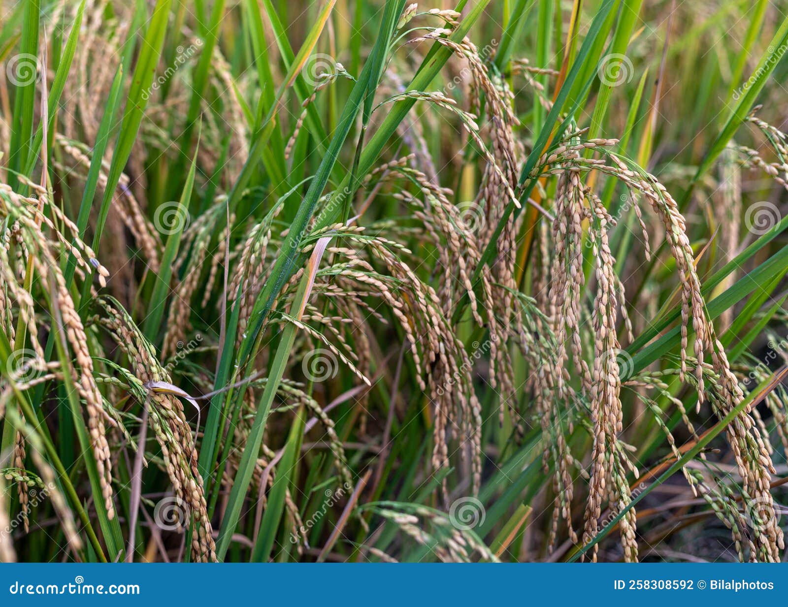 Beautiful Golden Rice Ears Closeup View in the Rice Paddy Stock Photo ...