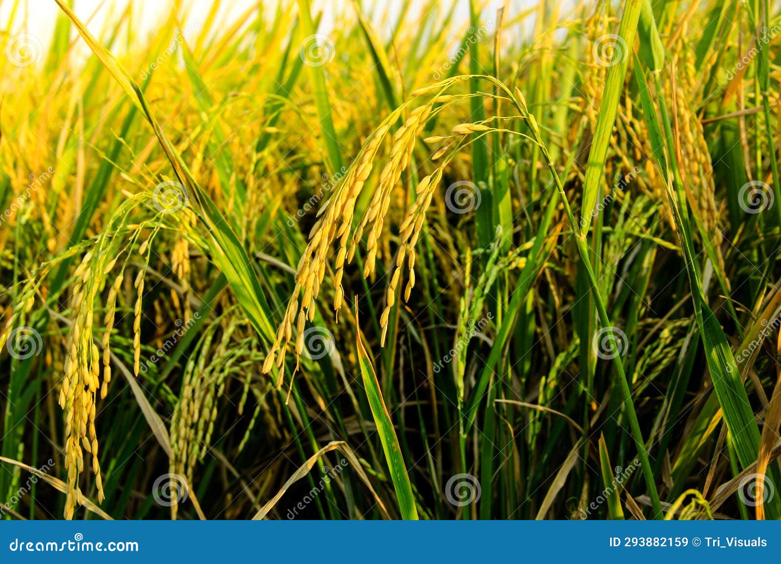 Beautiful Golden Rice Field in the Fall Stock Image - Image of scenery ...