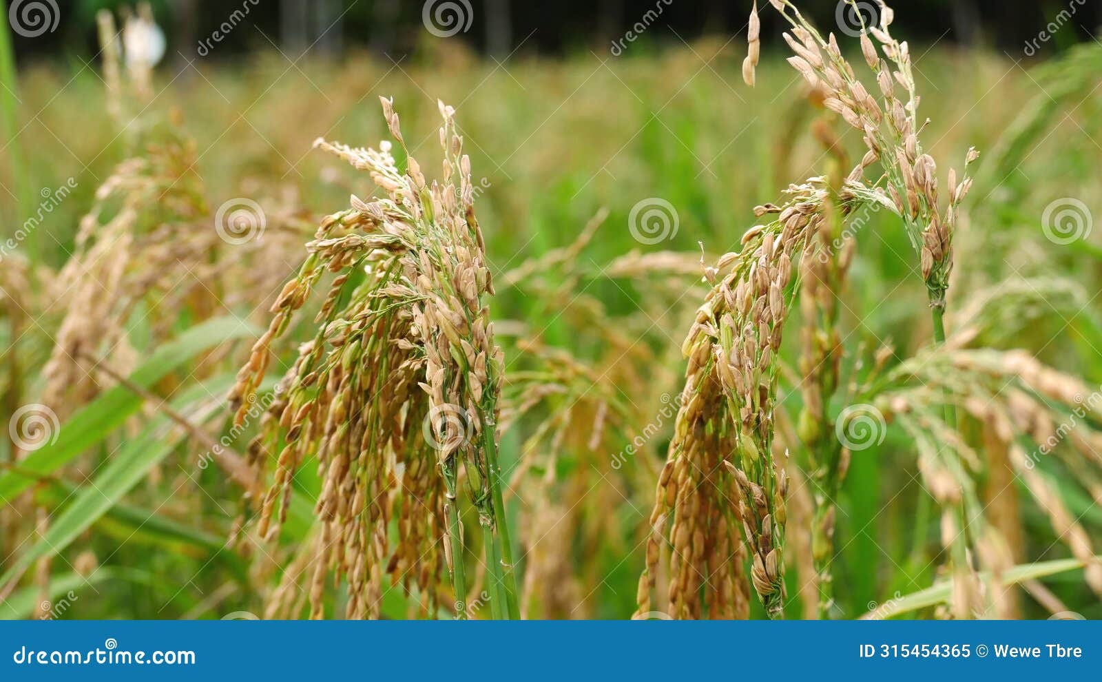 Beautiful Golden Rice Fields and Grains of Rice Stock Image - Image of ...
