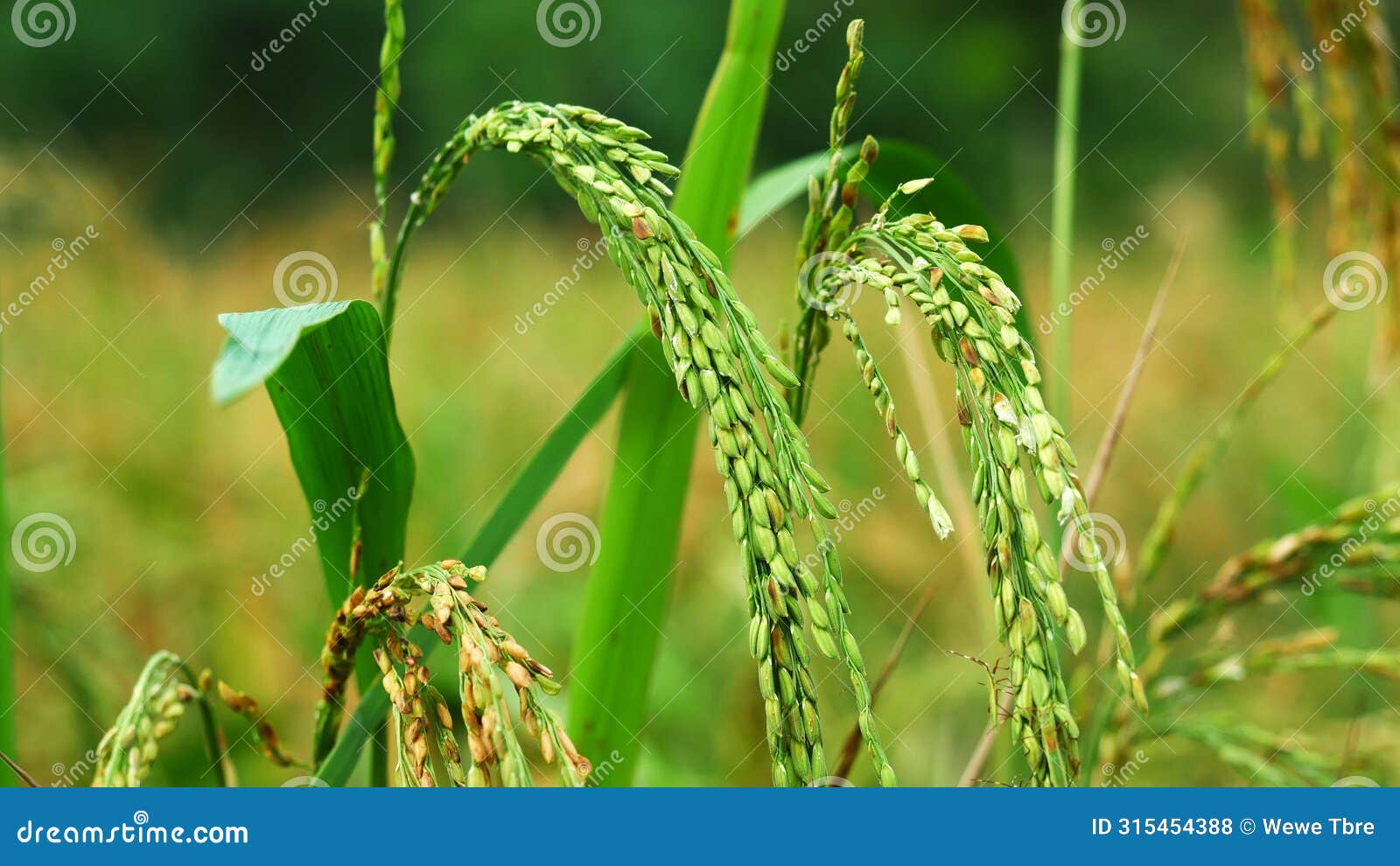 Beautiful Golden Rice Fields and Grains of Rice Stock Photo - Image of ...
