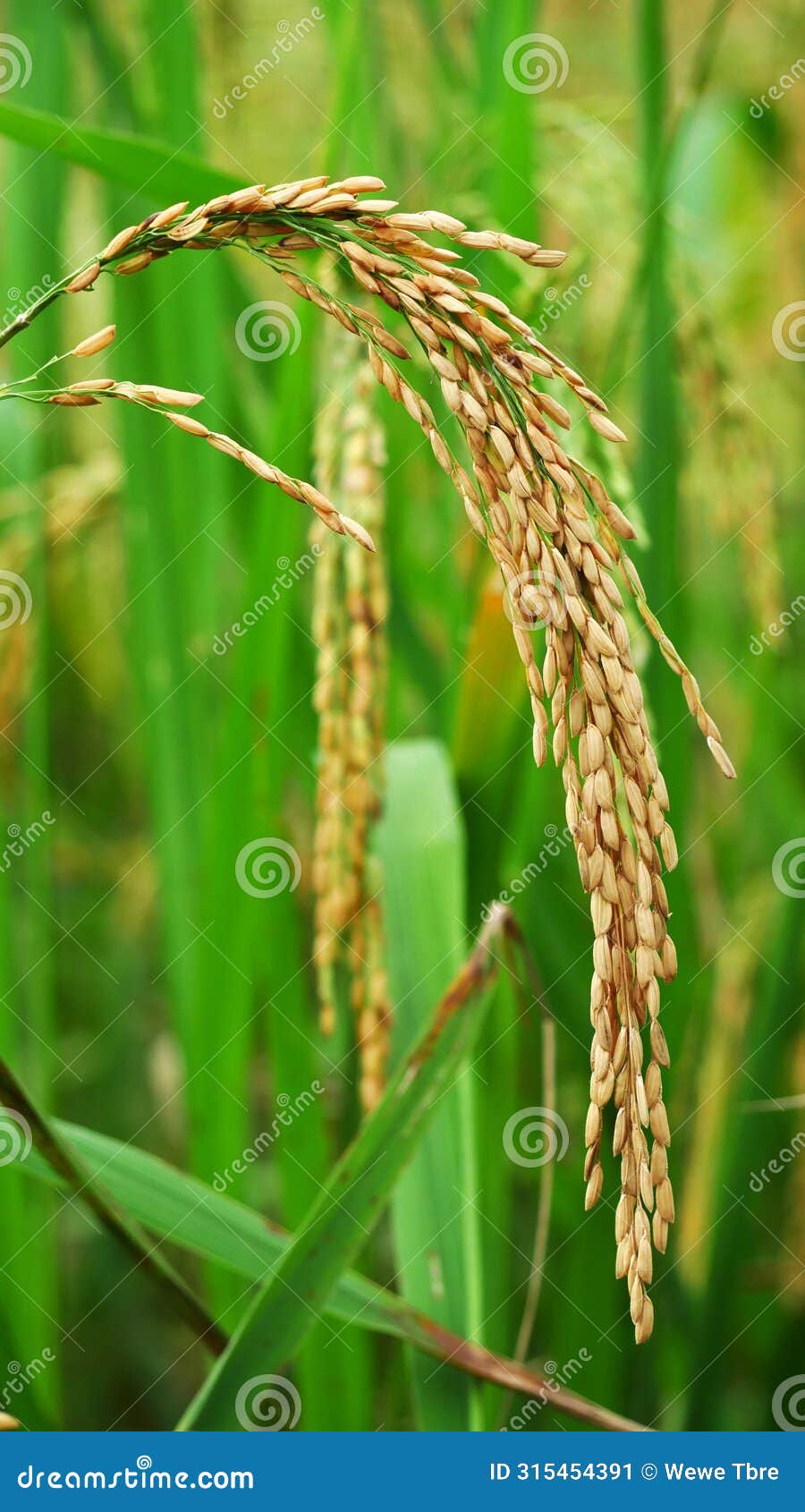 Beautiful Golden Rice Fields and Grains of Rice Stock Image - Image of ...