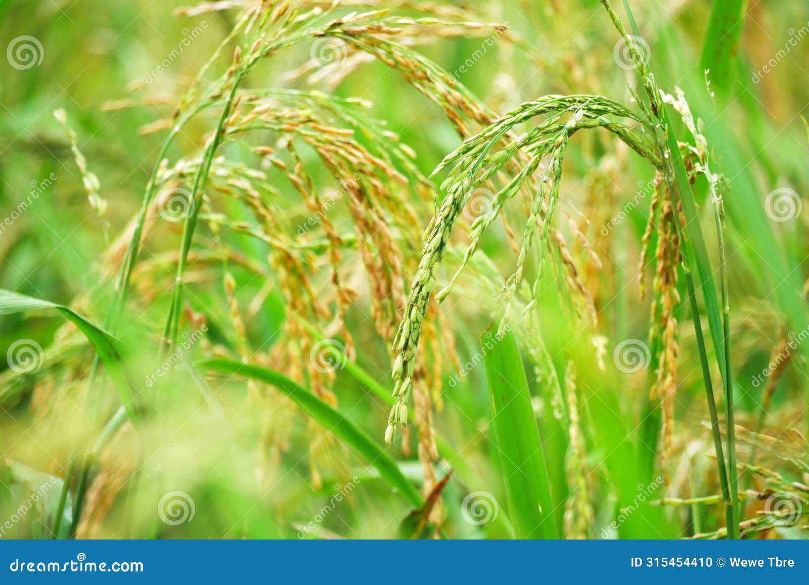 Beautiful Golden Rice Fields and Grains of Rice Stock Photo - Image of ...