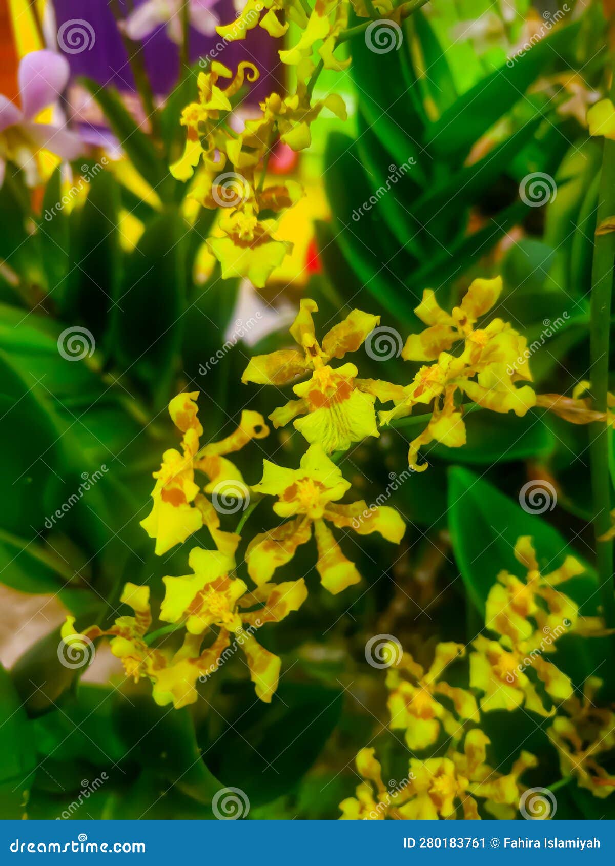 Beautiful Golden Shower Orchid Stock Image - Image of plant, leaves ...