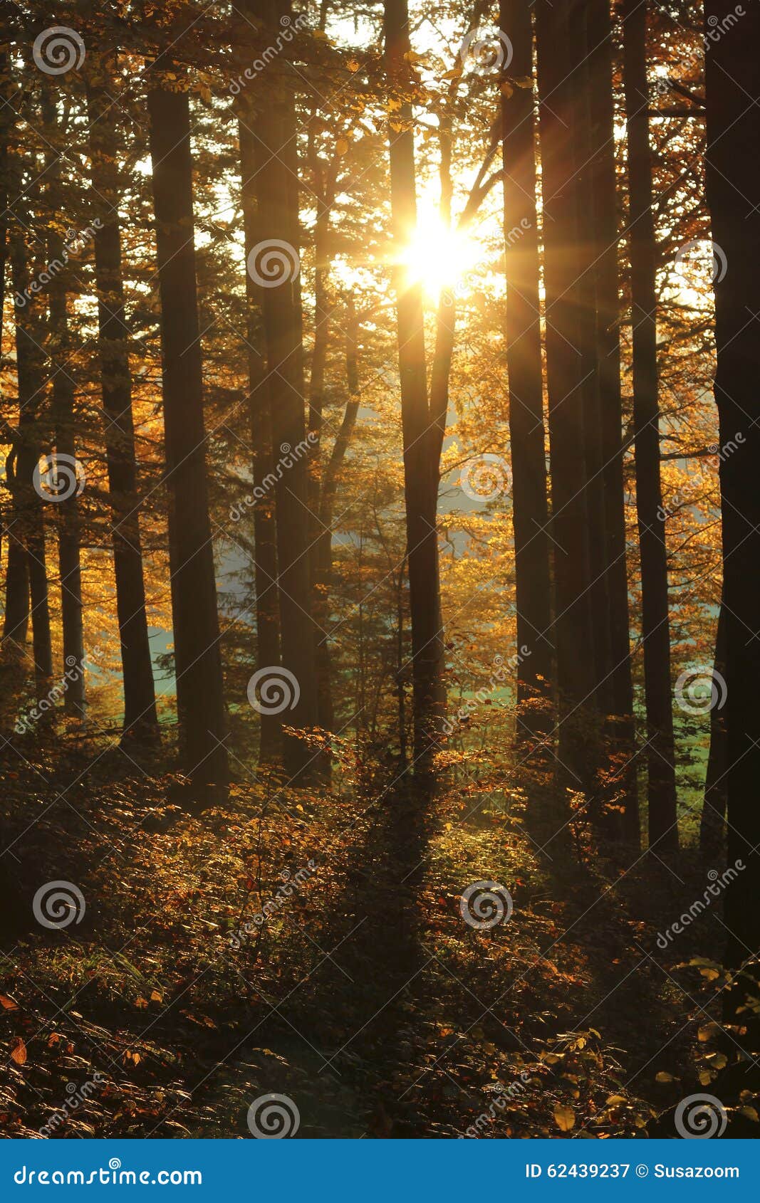 Beautiful Golden Sun in the Forest at Sundown Stock Image - Image of ...