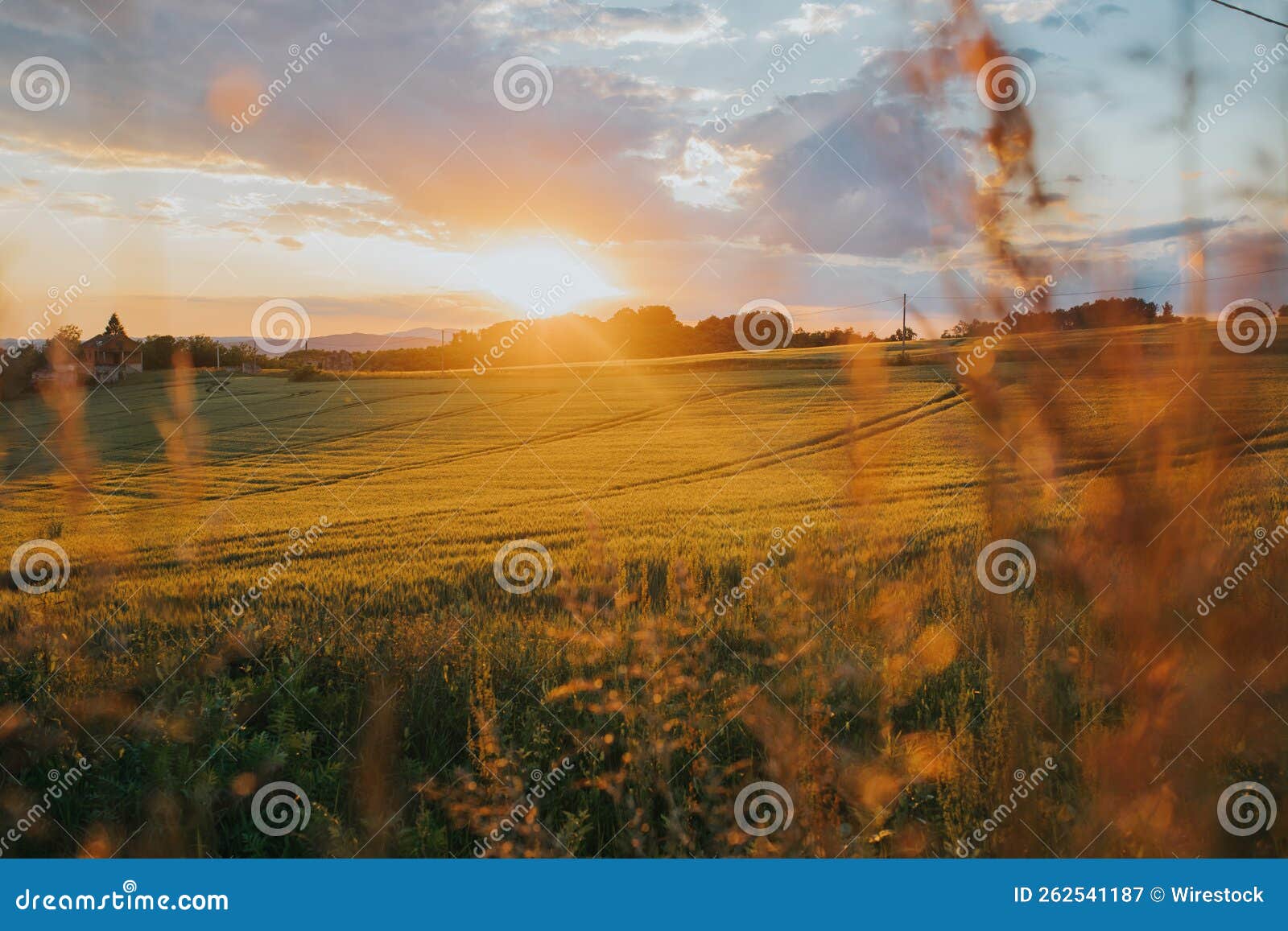 Beautiful Golden Sunset on a Barley Field Stock Image - Image of blurry ...