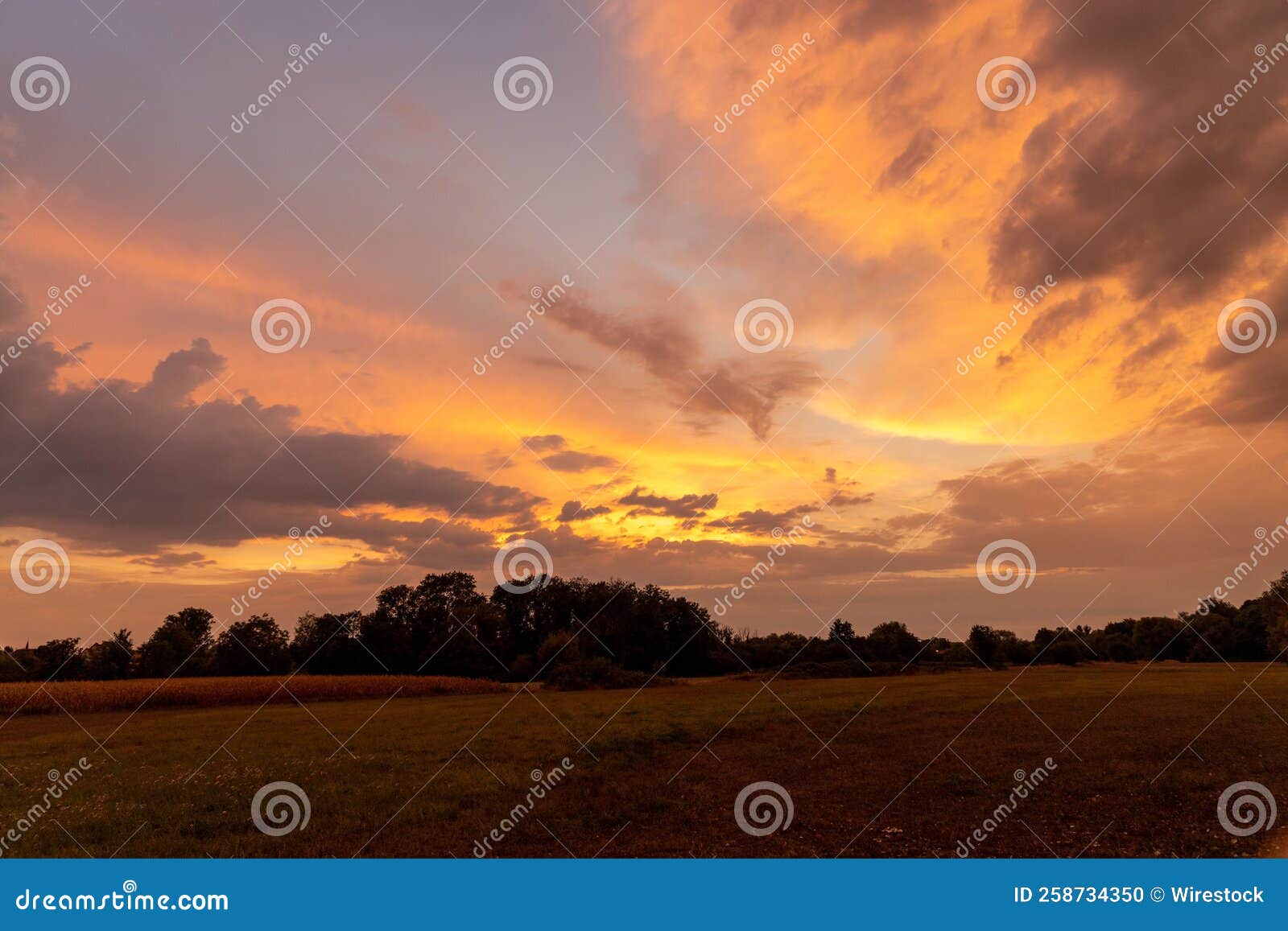Beautiful Golden Sunset Over the Field. Stock Photo - Image of nature ...