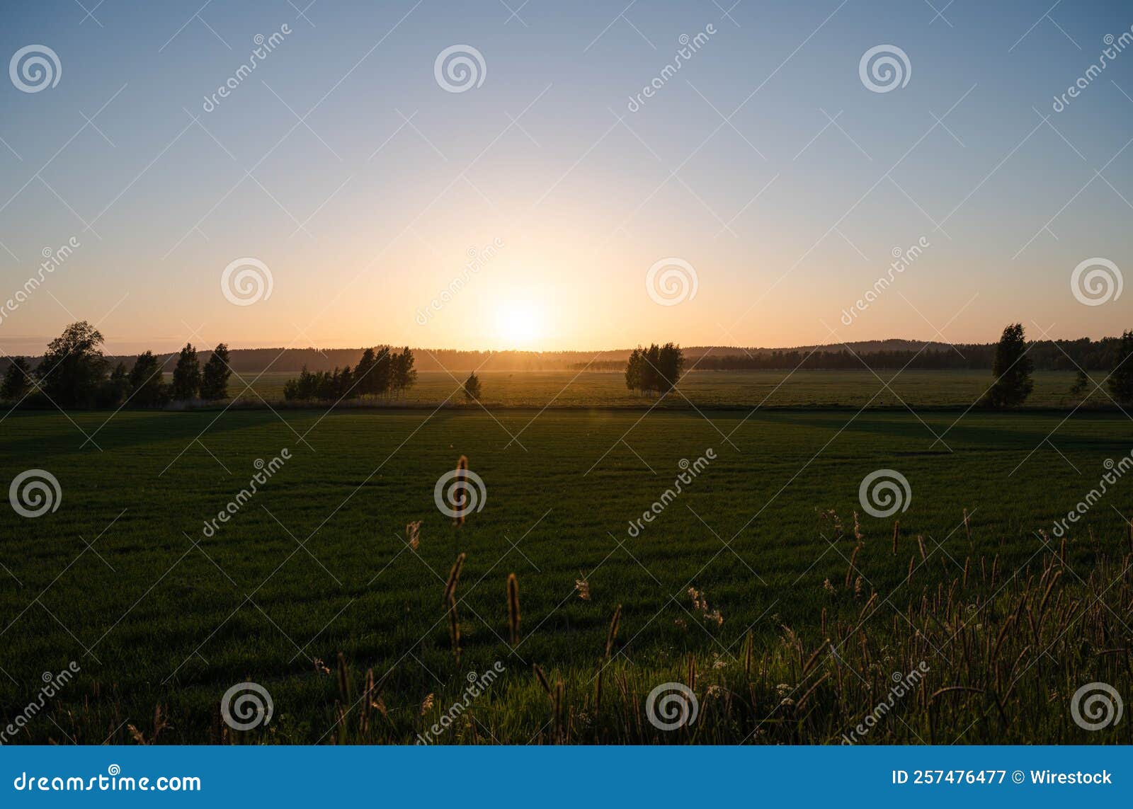Beautiful Golden Sunset Over the Field with a Couple of Trees. Stock ... Beautiful Golden Sunset Over the Field with a Couple of Trees. Stock ...