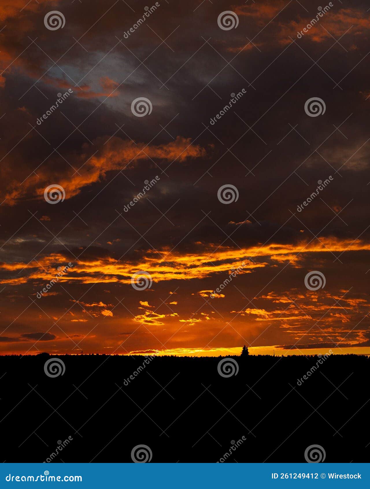 Beautiful Golden Sunset Over a Forest. Stock Photo - Image of sunset ...