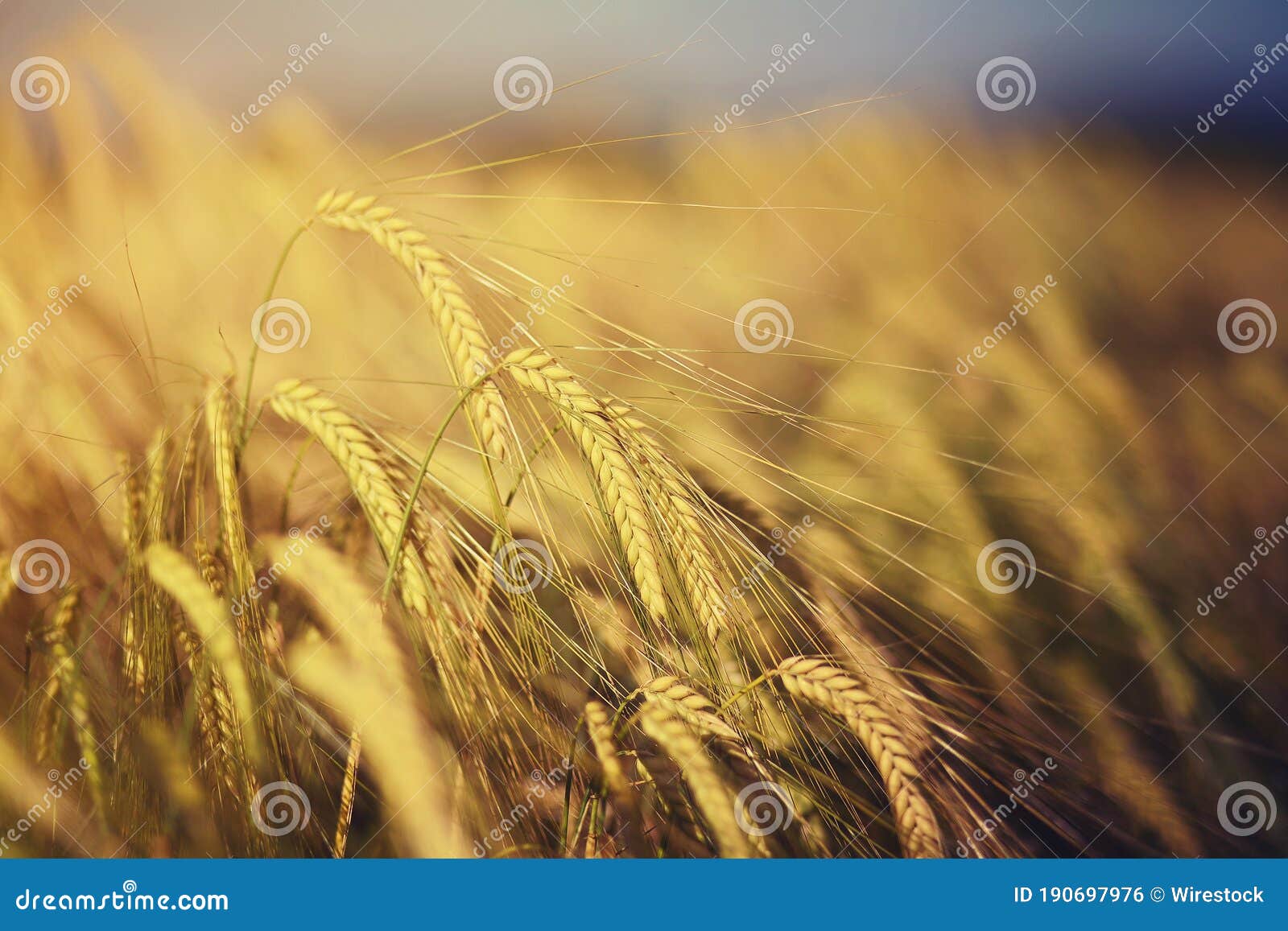 Beautiful Golden Wheat Field Background Stock Photo - Image of corn ...