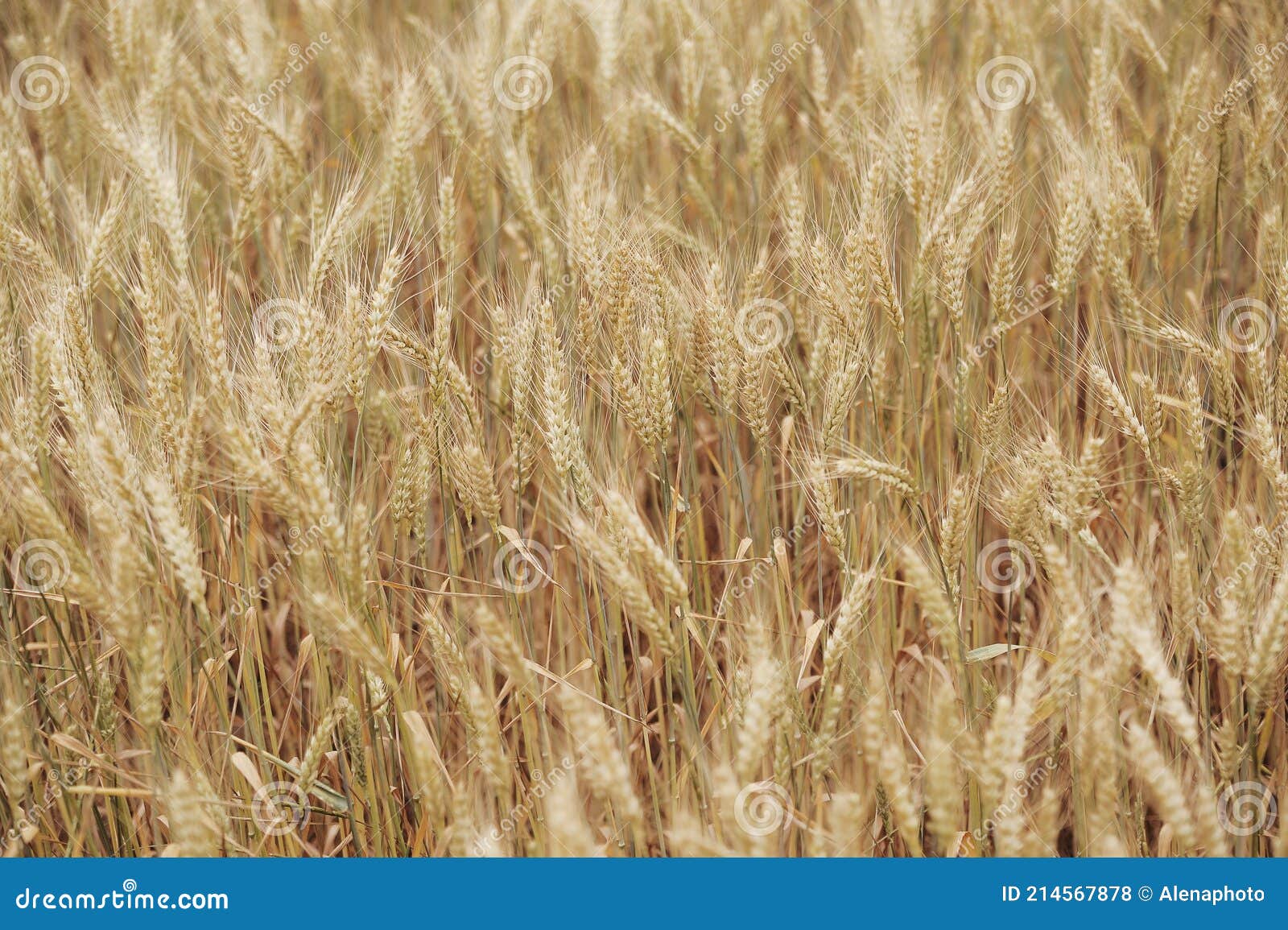 Beautiful golden wheat stock photo. Image of grass, field - 214567878
