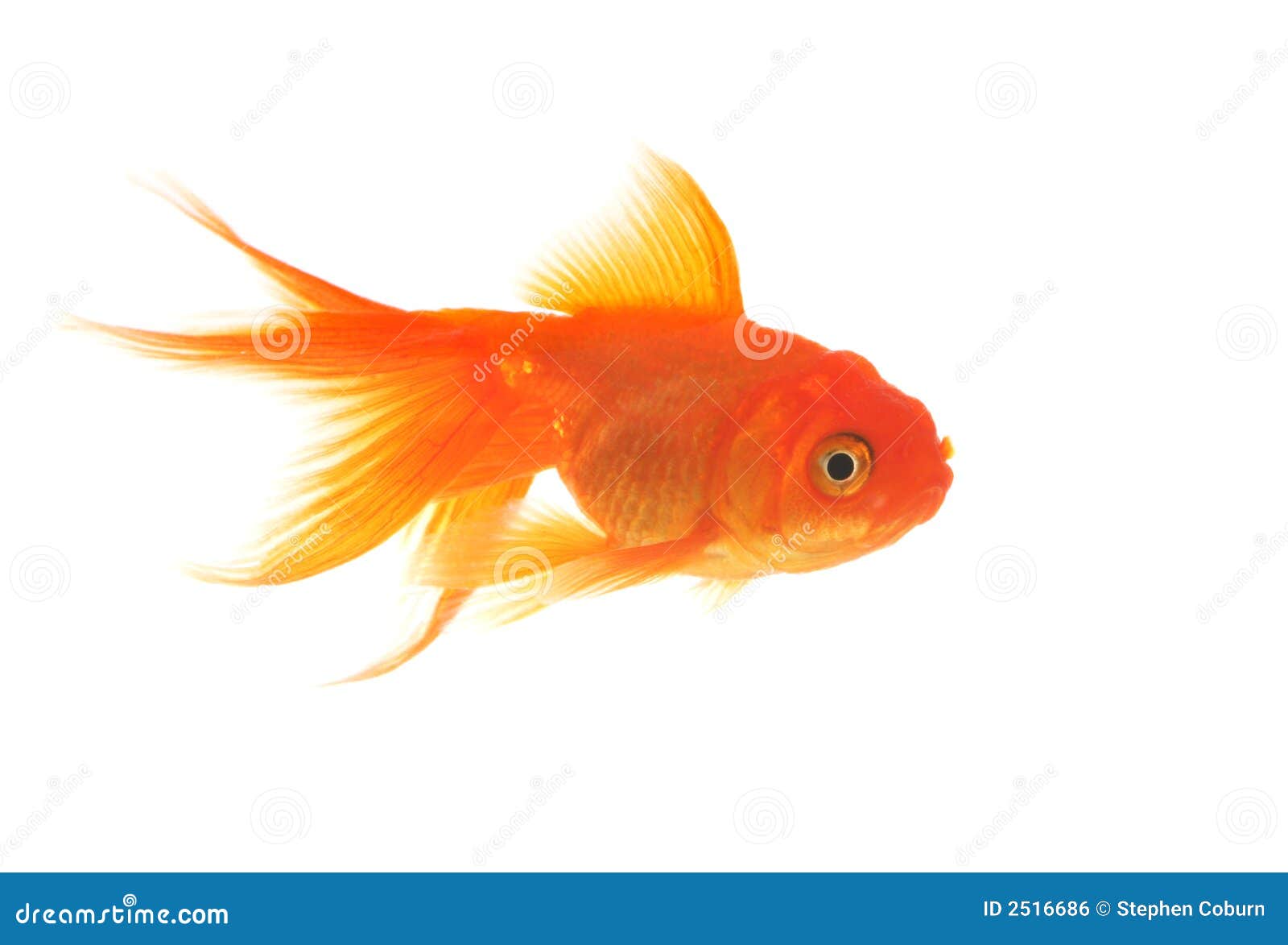 Beautiful Goldfish stock photo. Image of beauty, color - 2516686
