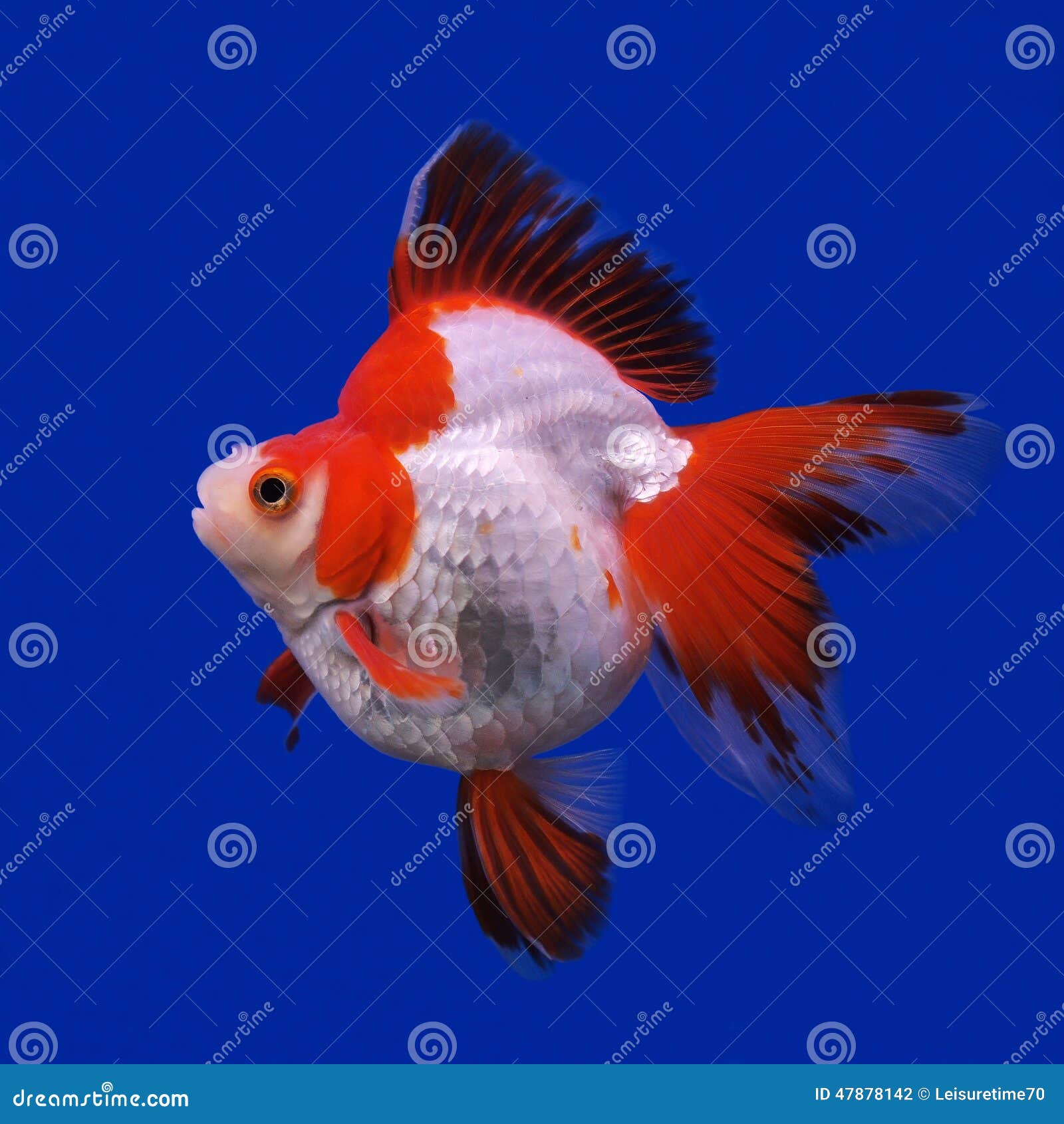 Beautiful goldfish stock photo. Image of underwater, wild - 47878142