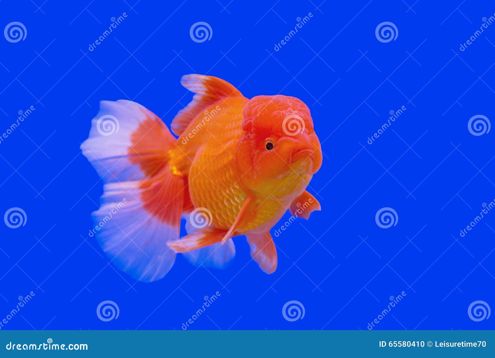 Beautiful goldfish stock photo. Image of animal, water - 65580410