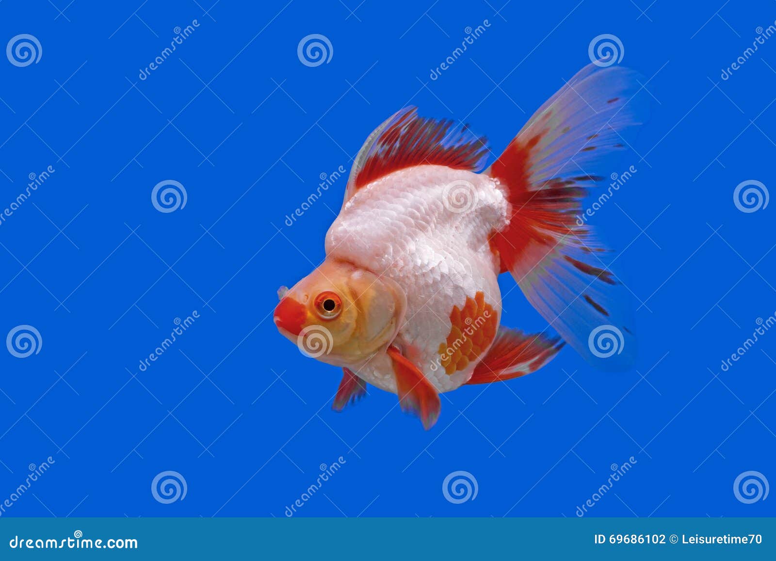 Beautiful goldfish stock photo. Image of underwater, fish - 69686102