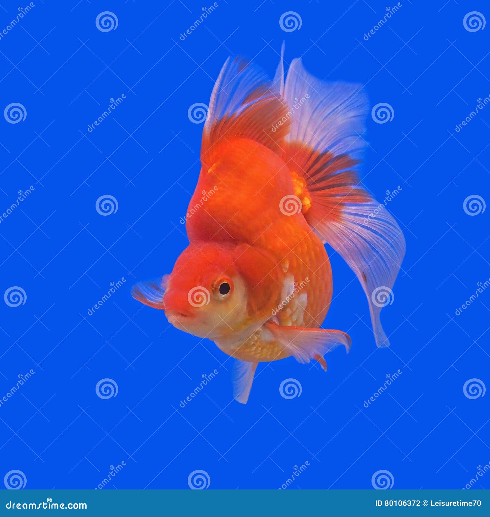 Beautiful goldfish stock photo. Image of aquatic, nature - 80106372