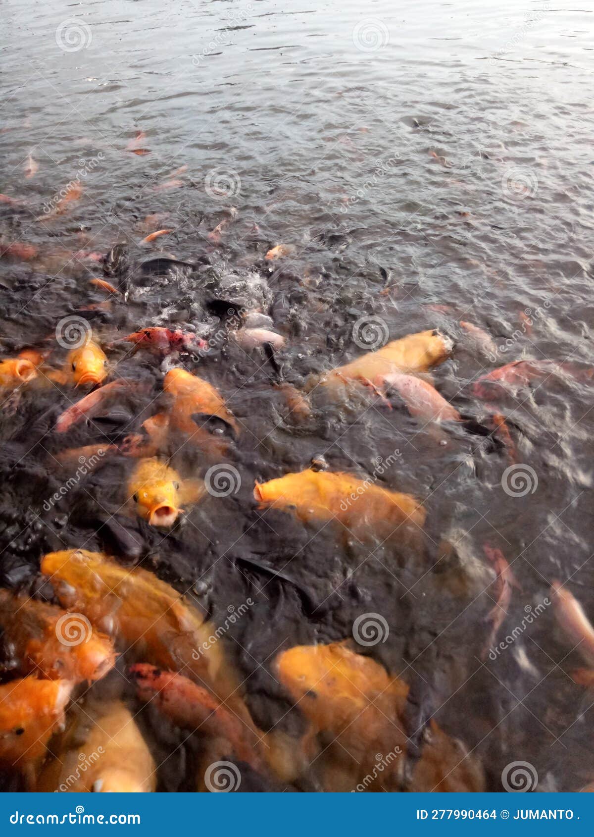 Beautiful Goldfish Fighting for Food Stock Photo - Image of wildlife ...