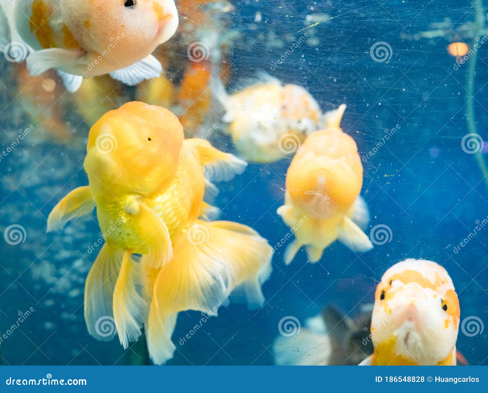 Beautiful Goldfish Swimming in the Fish Tank Stock Photo - Image of ...