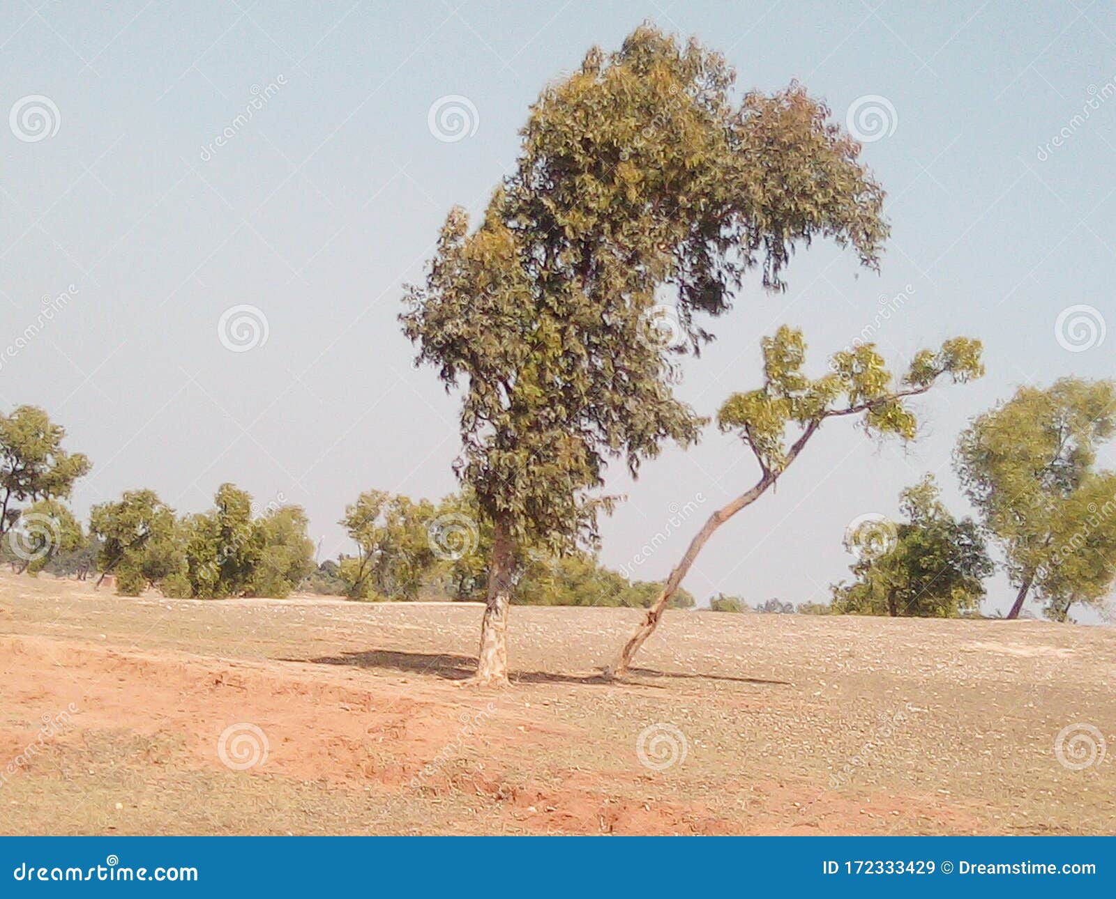 Beautiful Good Khubsurat Achcha Field Stock Image - Image of achcha ...