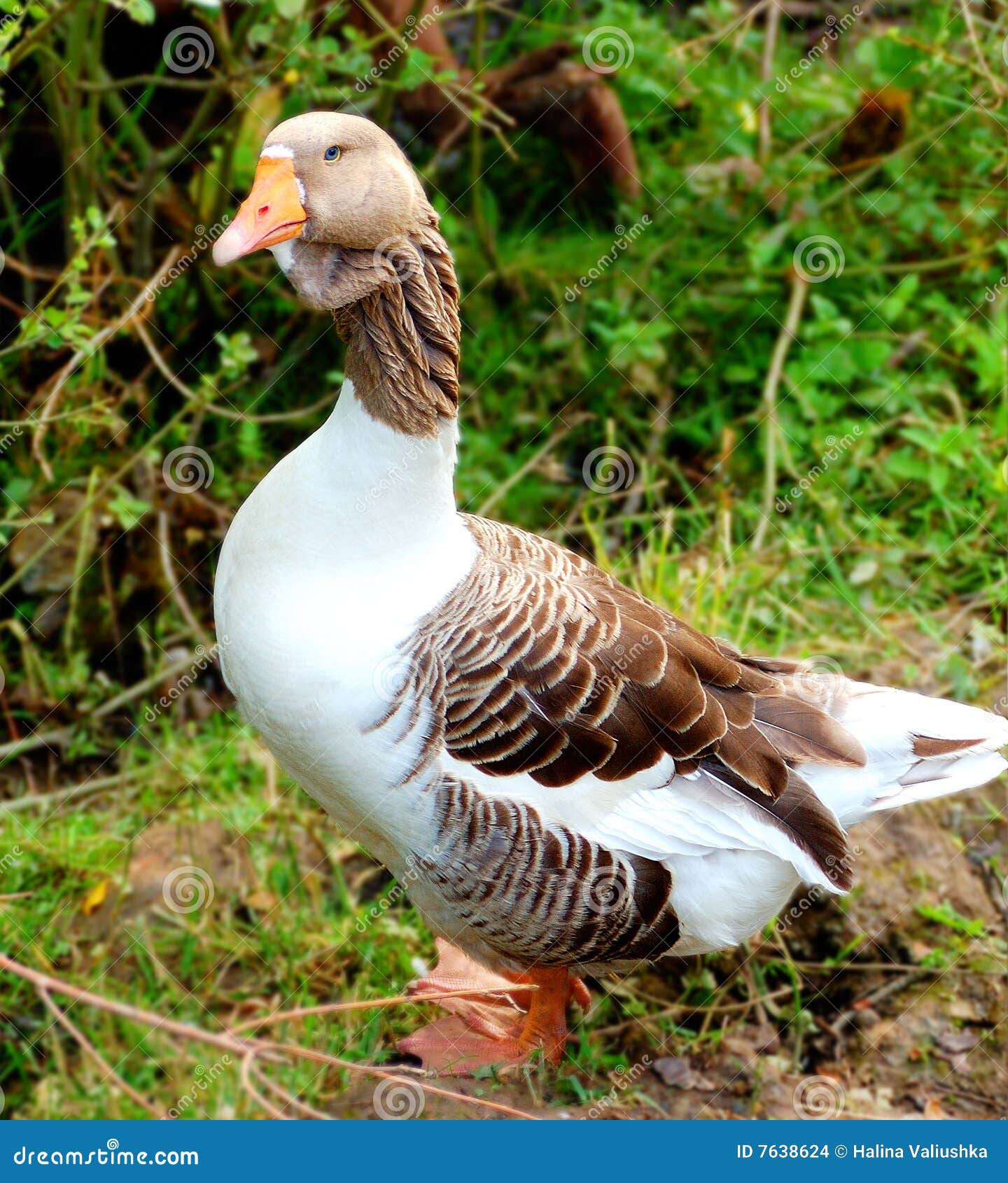 Beautiful goose stock photo. Image of green, grass, outdoor - 7638624
