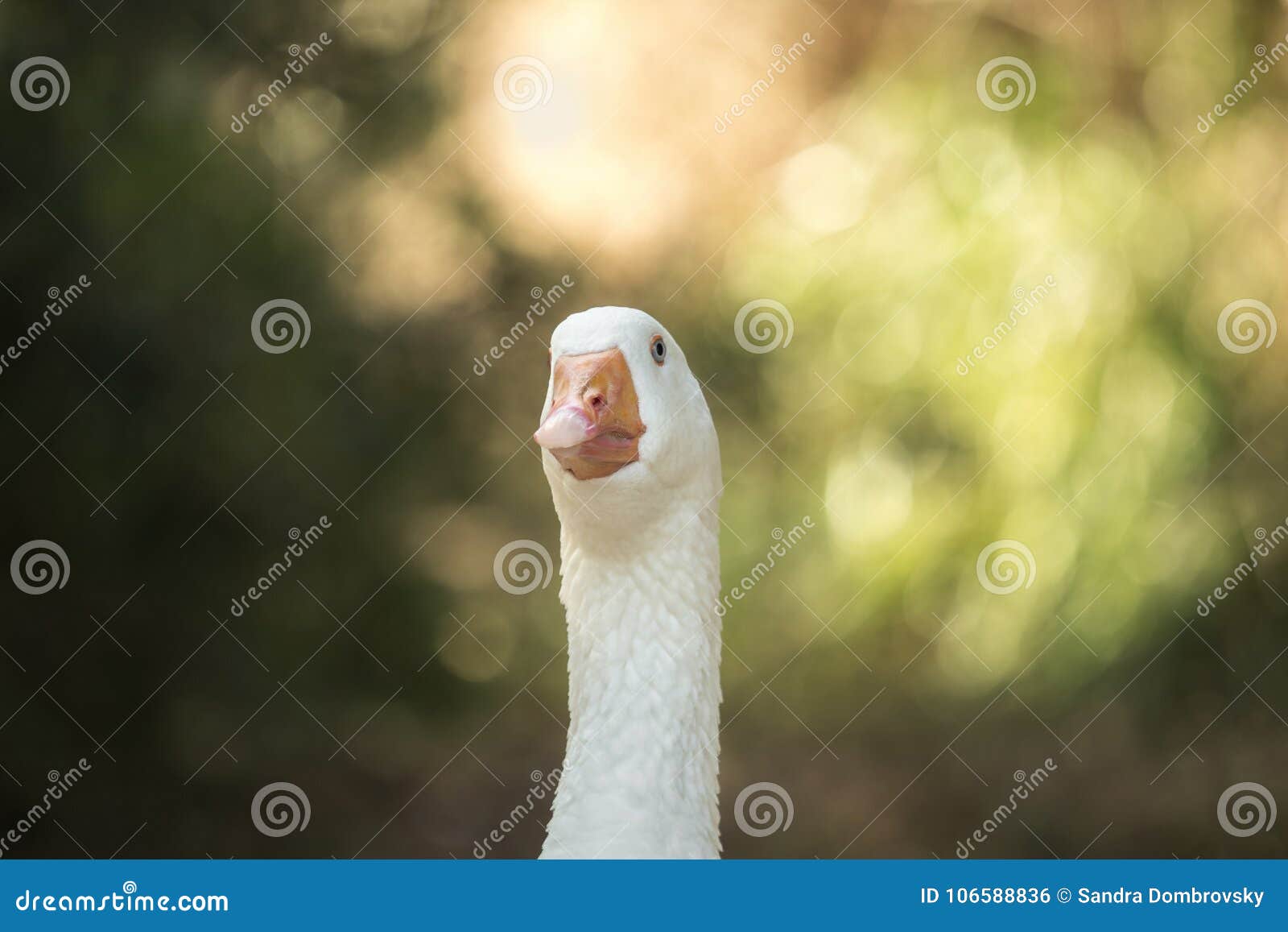 A Beautiful Goose Looks into the Camera Stock Photo - Image of cute ...