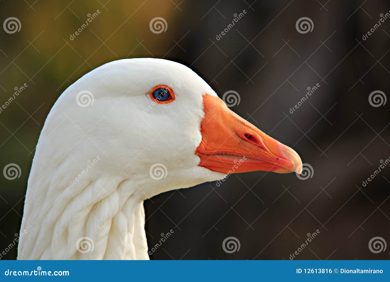 Beautiful Goose Portrait stock photo. Image of dark, mirror - 12613816