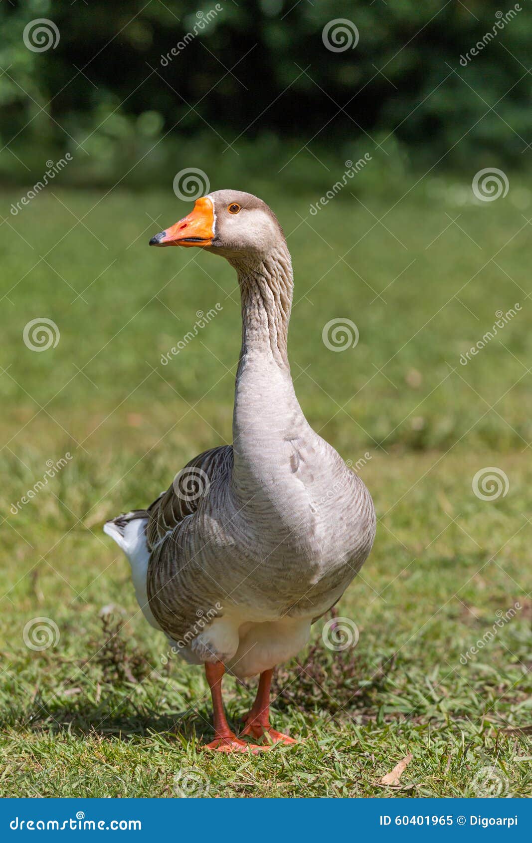Beautiful goose portrait stock image. Image of feather - 60401965