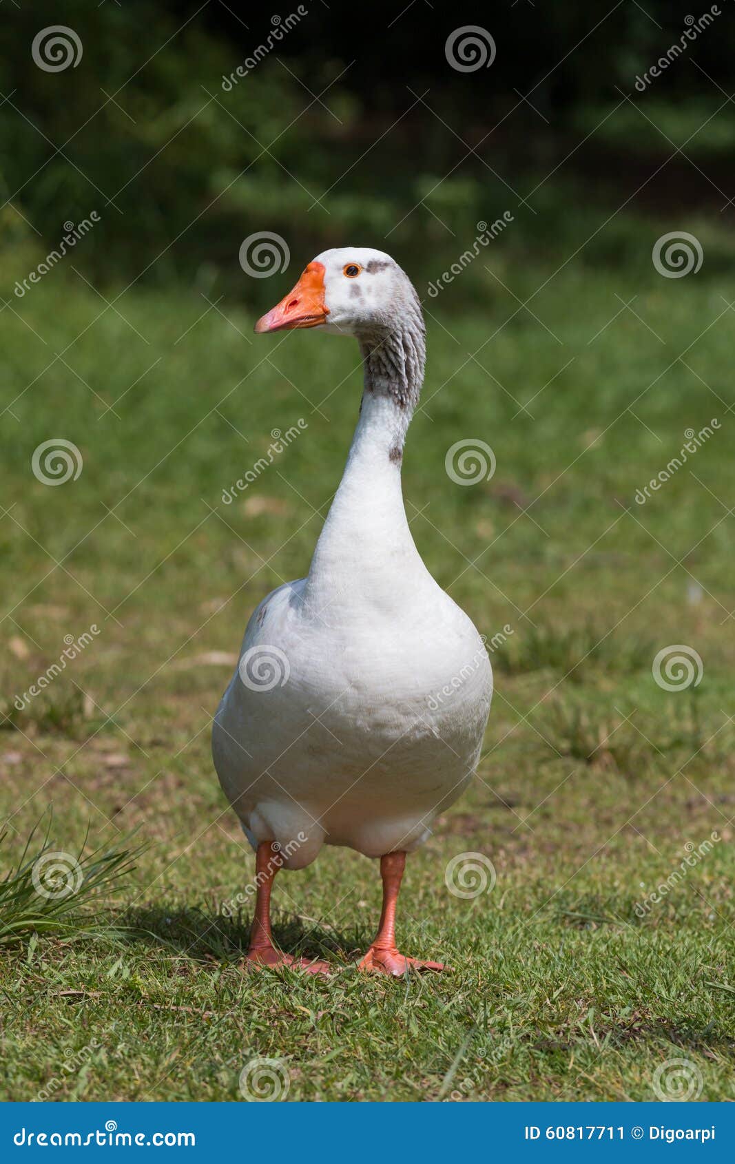 Beautiful goose portrait stock image. Image of chick - 60817711
