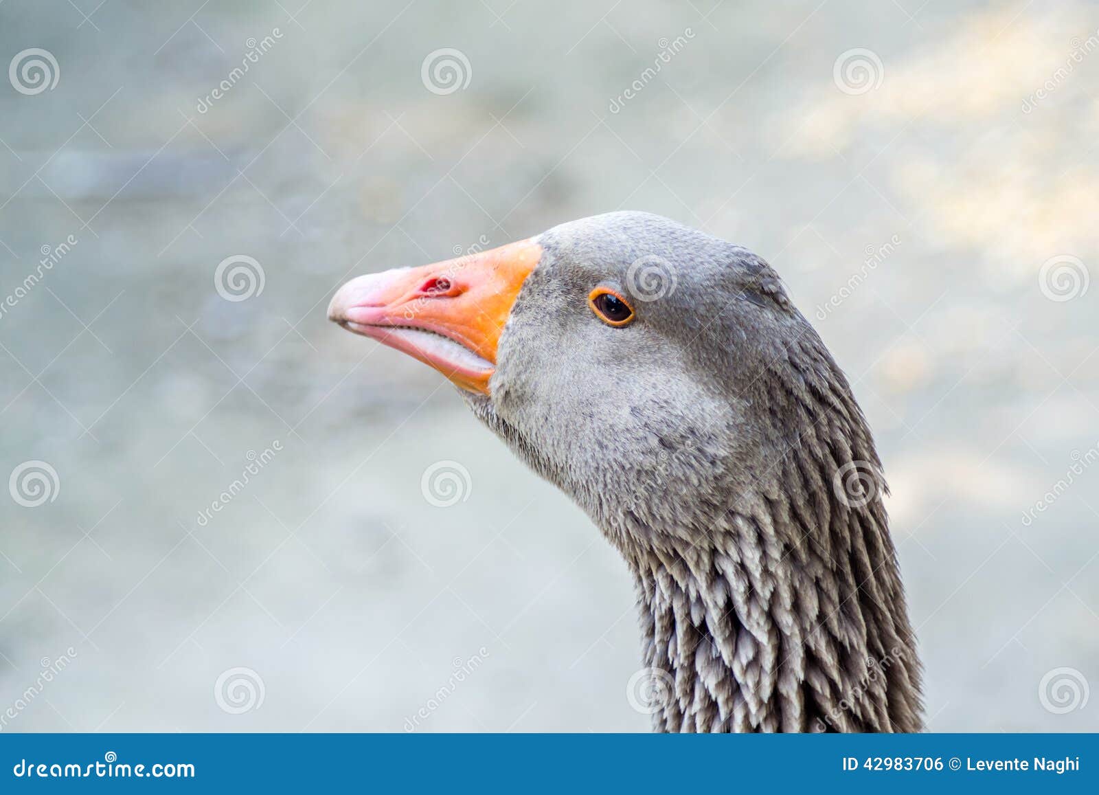 Beautiful Goose Posing To the Camera Stock Photo - Image of closeup ...