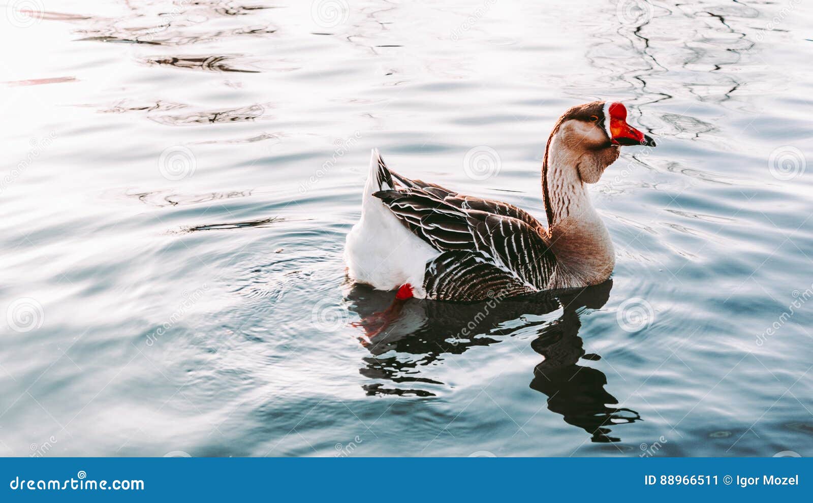 Beautiful Goose Swim in the Lake Stock Image - Image of swim, nature ...