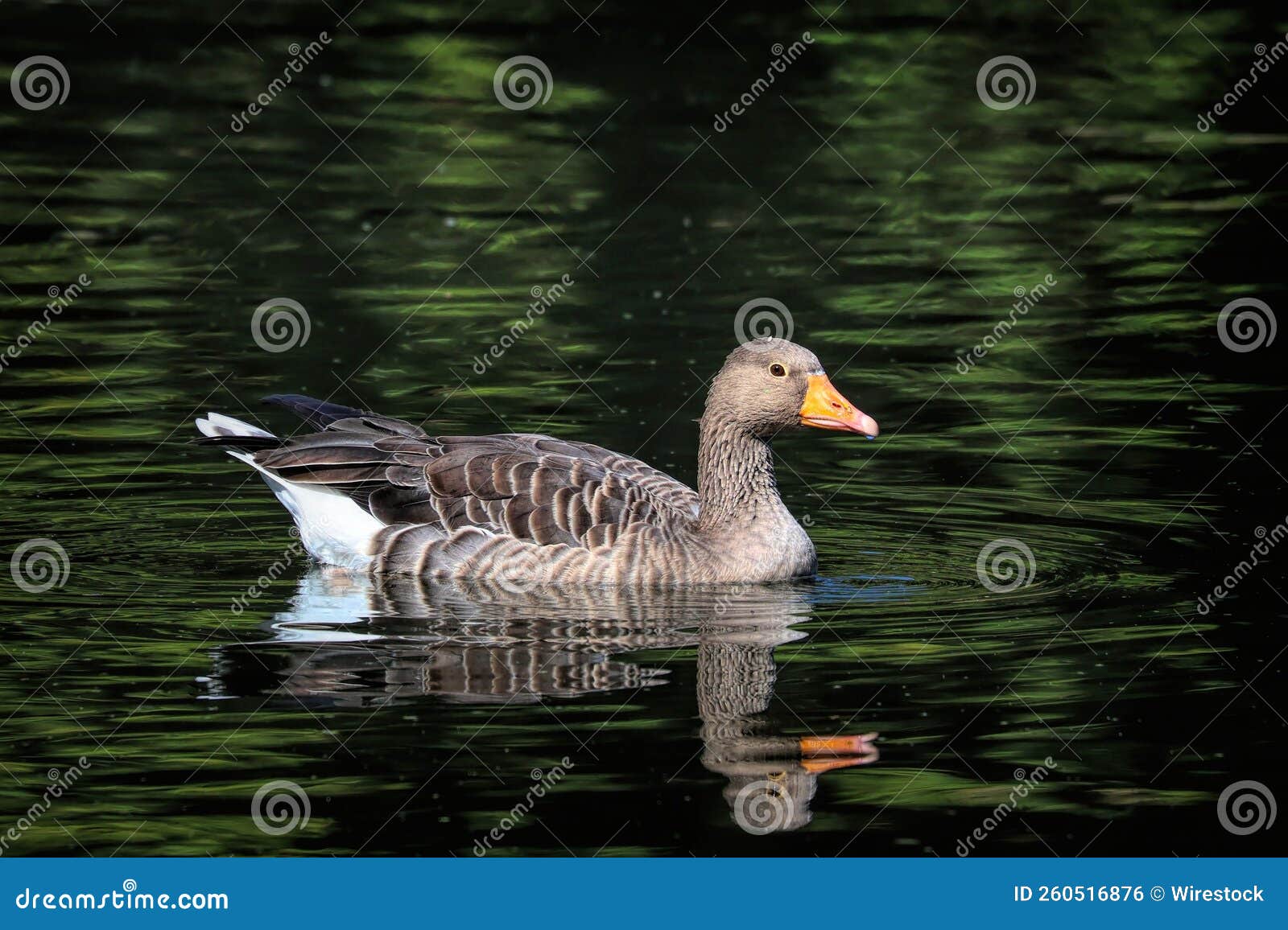 Beautiful Goose Swimming in the Lake Stock Photo - Image of beautiful ...