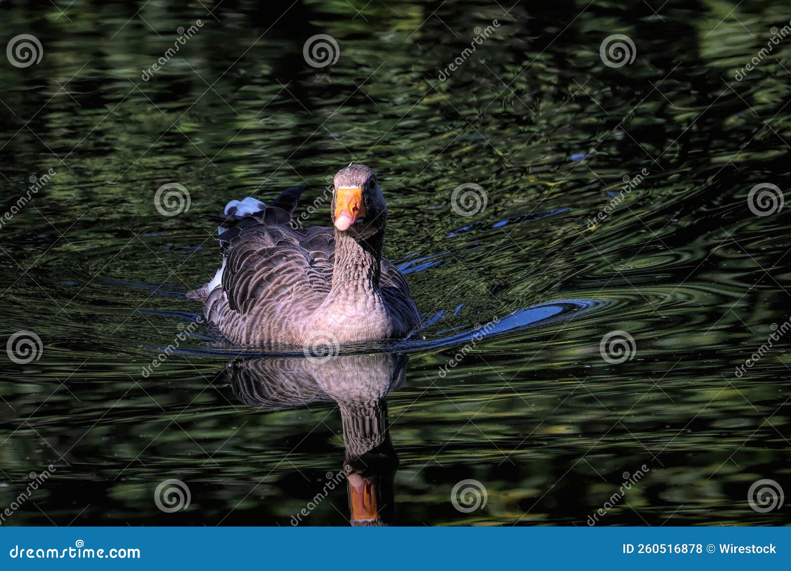 Beautiful Goose Swimming in the Lake Stock Photo - Image of nature ...