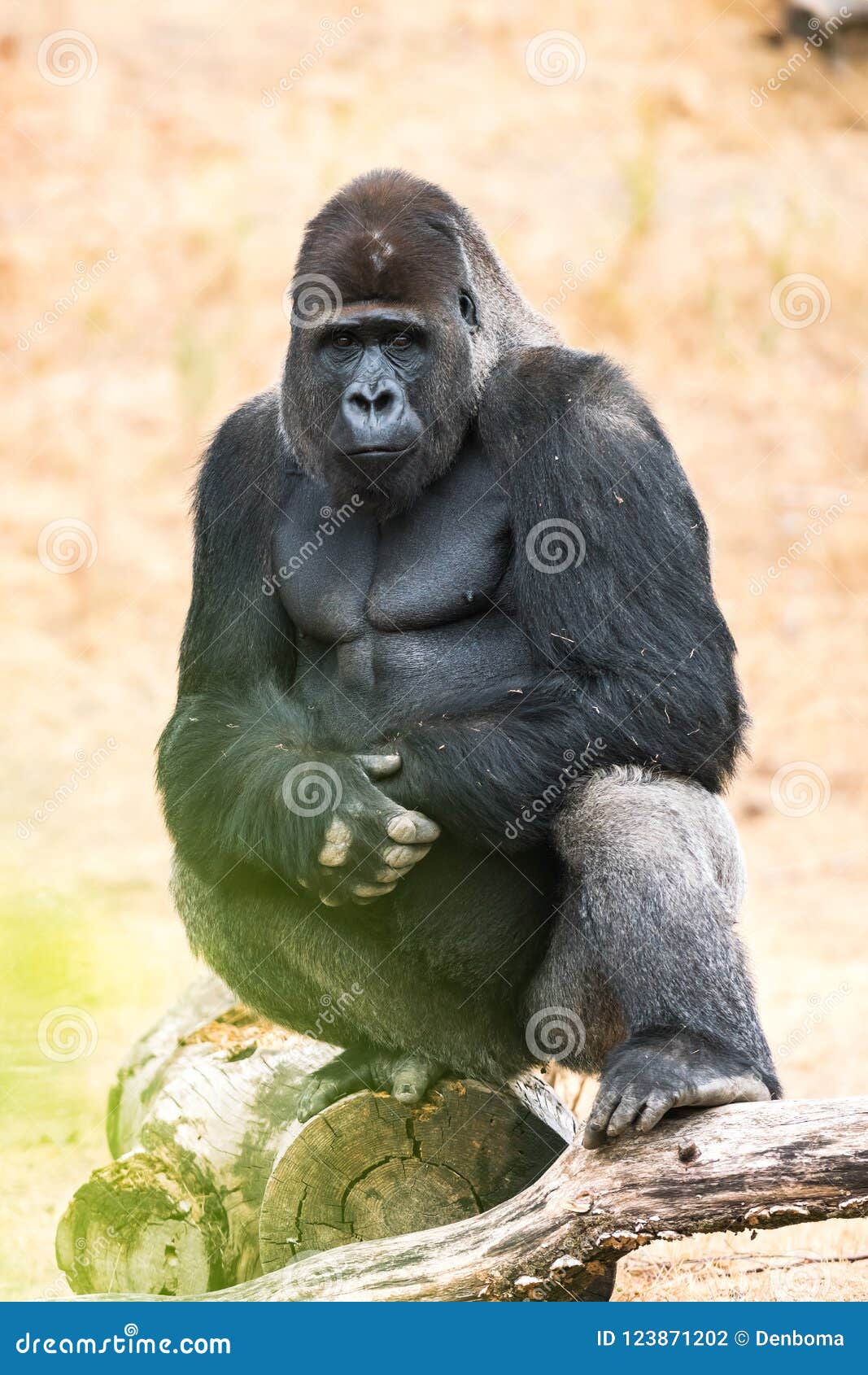 Gorilla, silver back stock photo. Image of strong, nature - 123871202