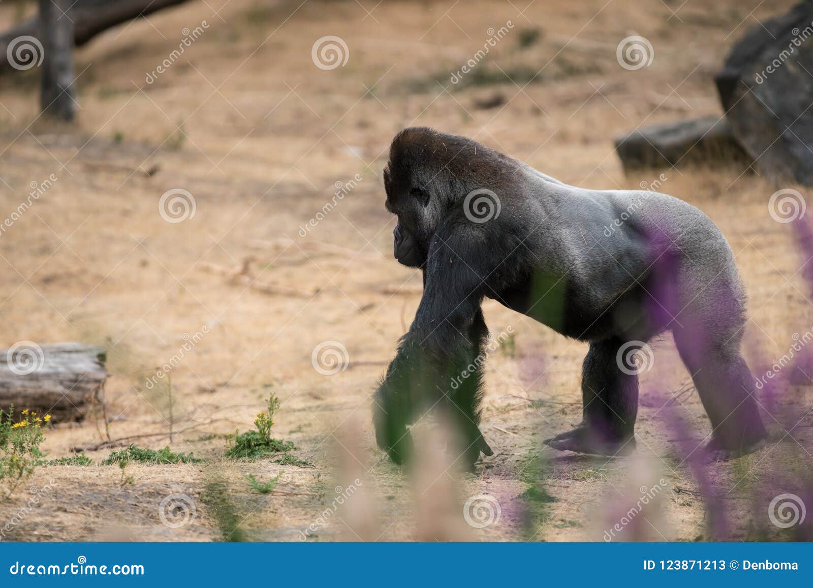 Gorilla, silver back stock image. Image of silverback - 123871213