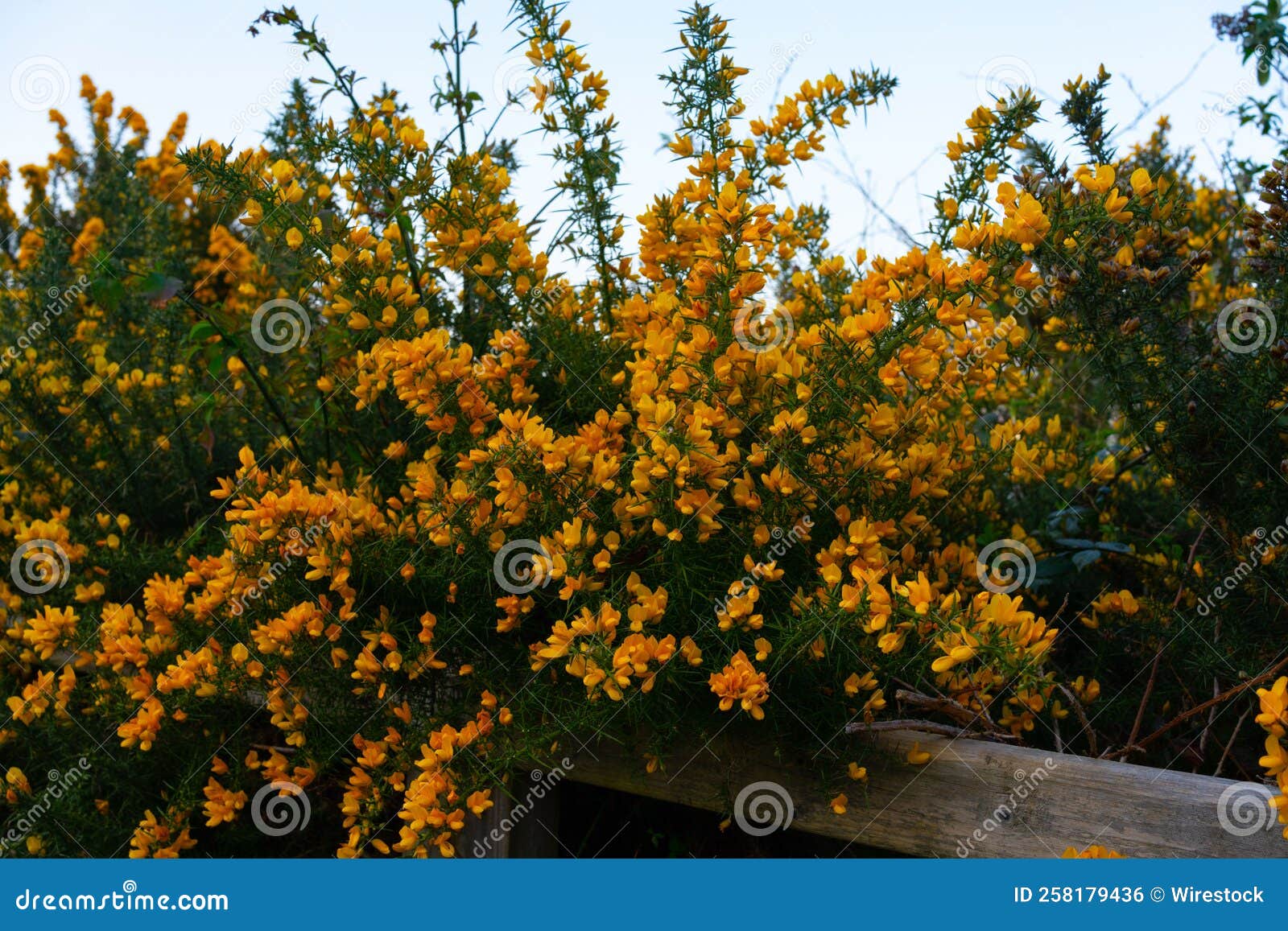 Beautiful Gorse Flower Bush in Full Bloom Stock Photo - Image of evergreen, yellow: 258179436